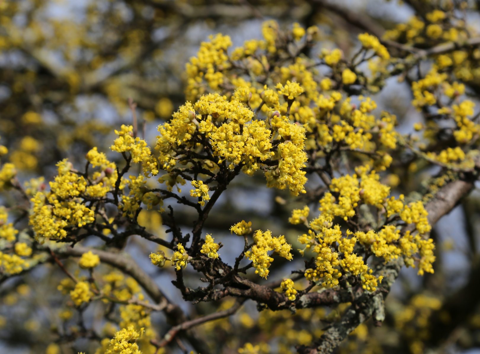 Tree of the Month: March