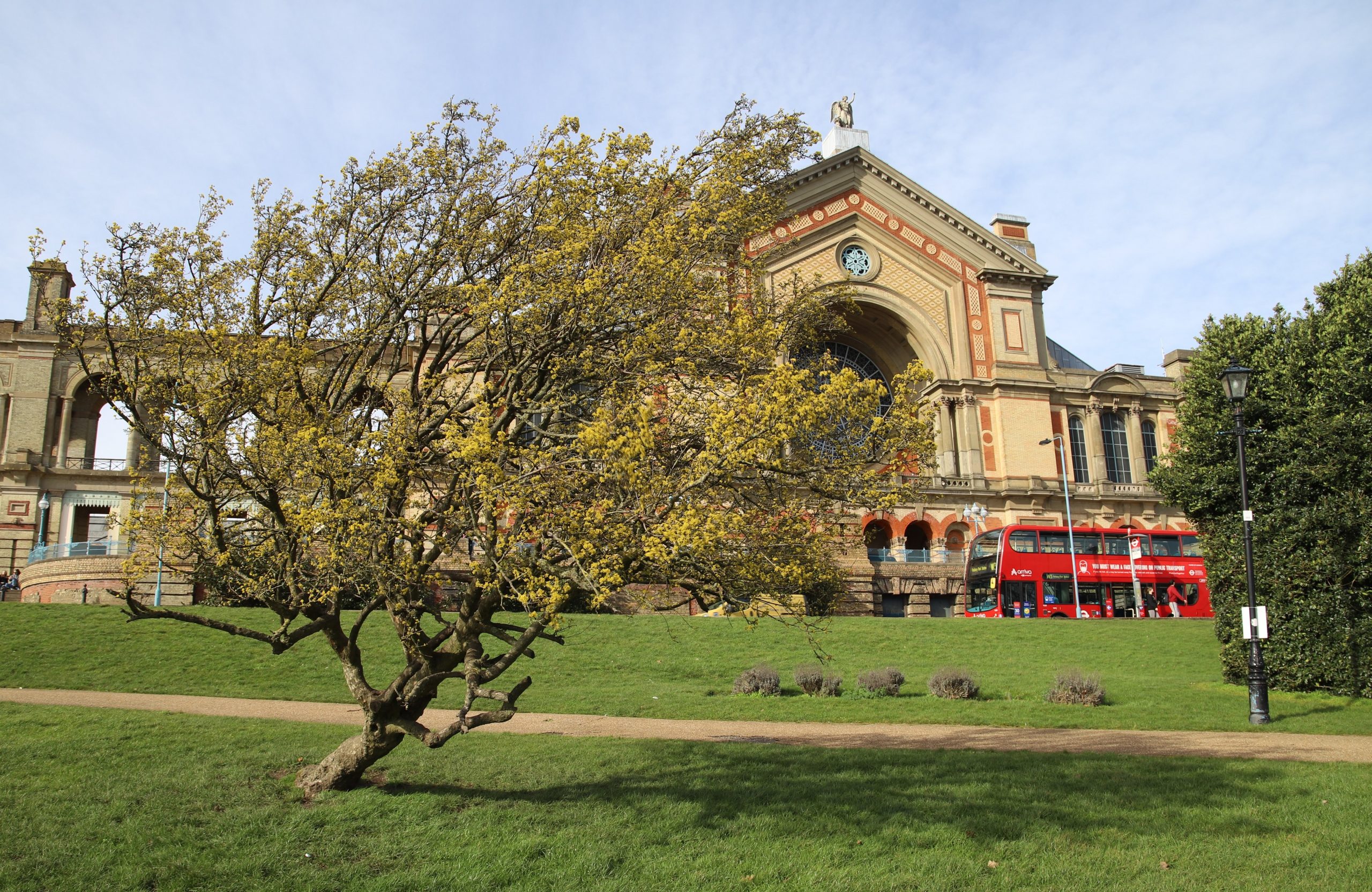 Tree of the Month: March