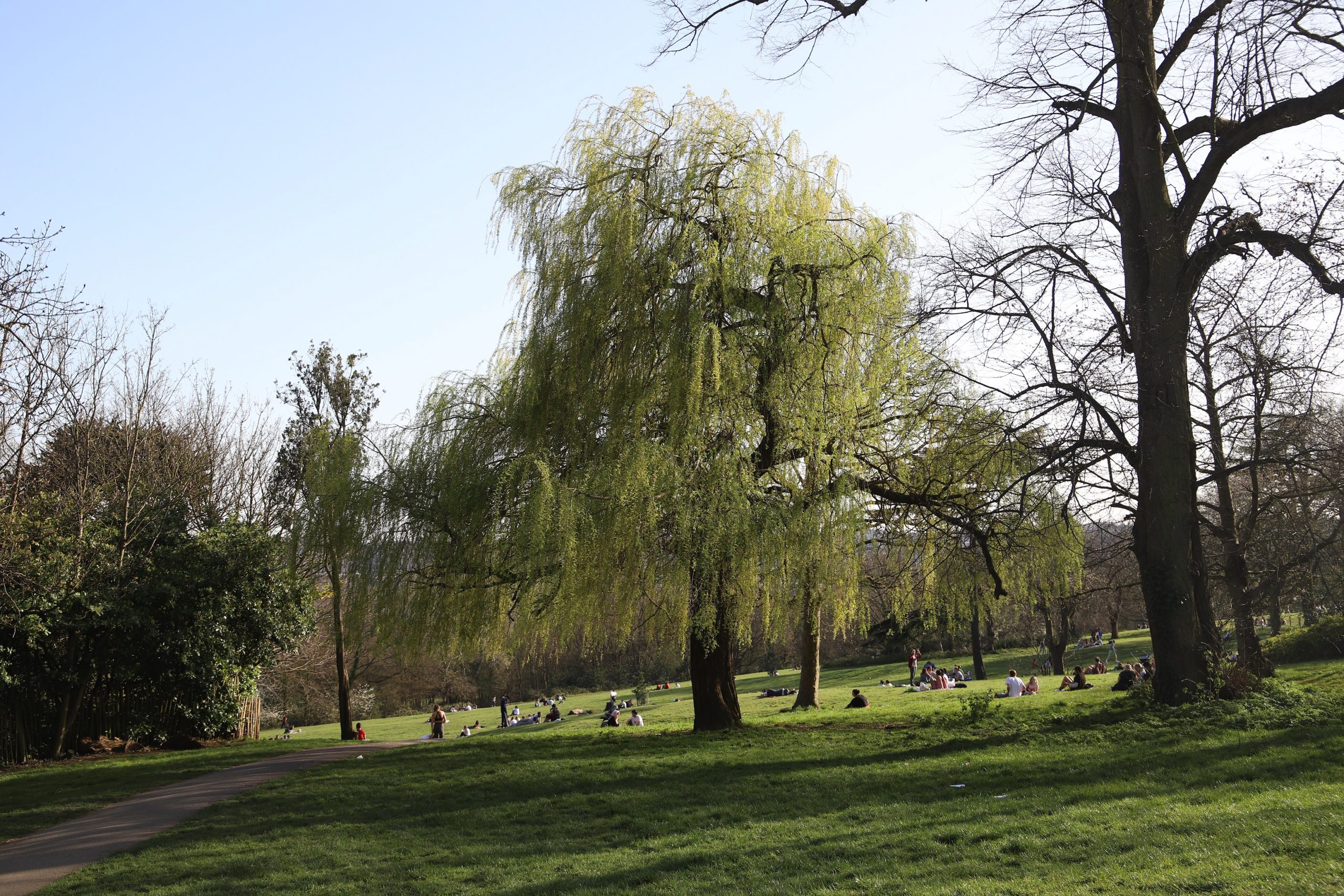 Tree of the Month: April