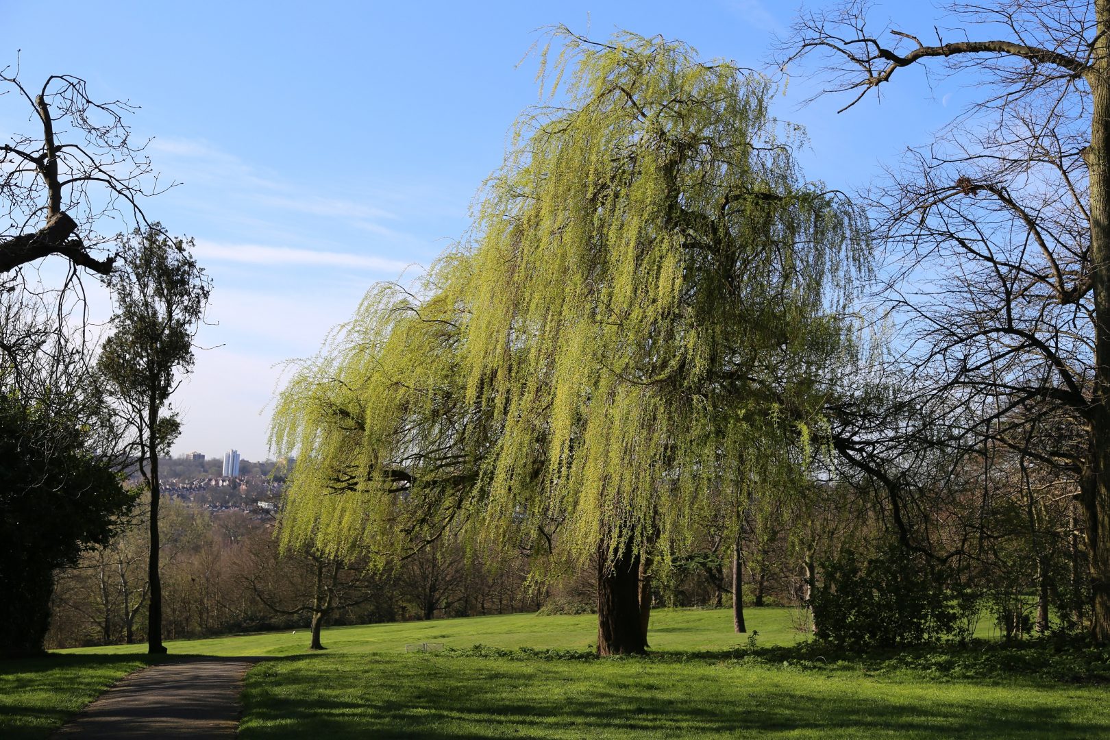 Tree of the Month: April