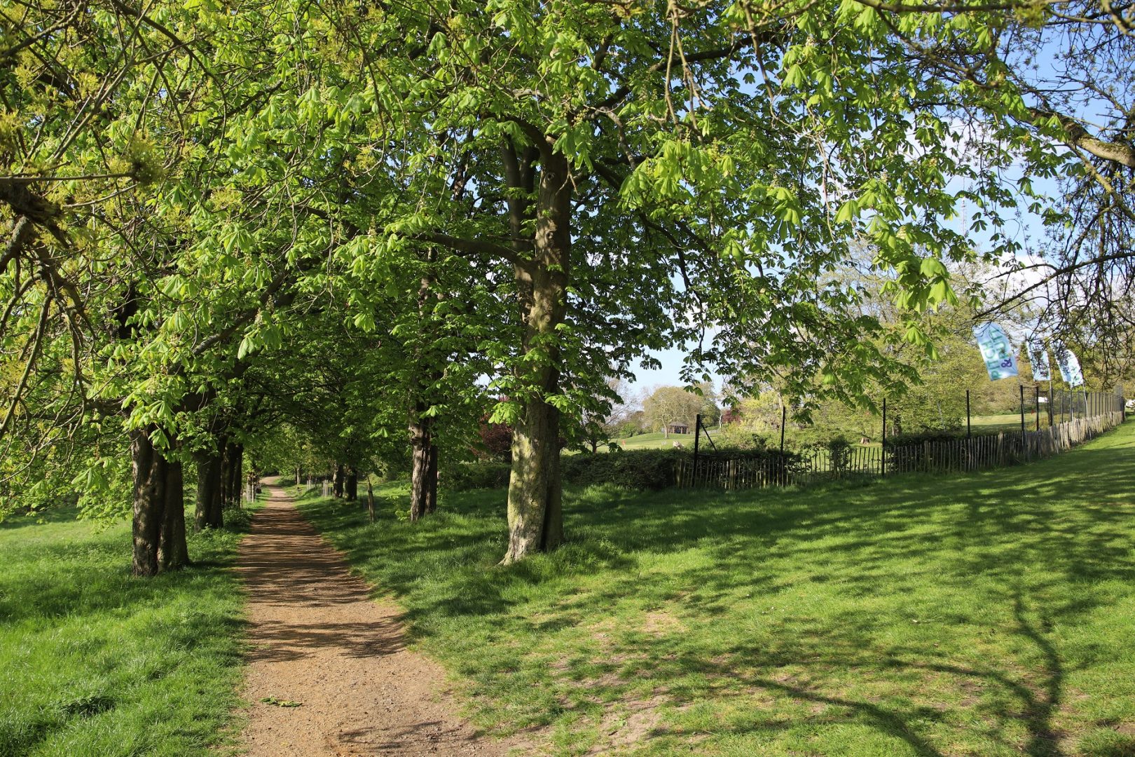 Tree of the month: May