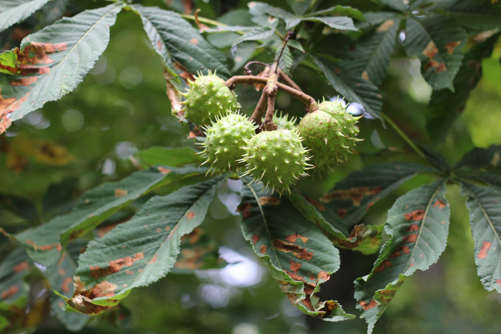 Tree of the month: May