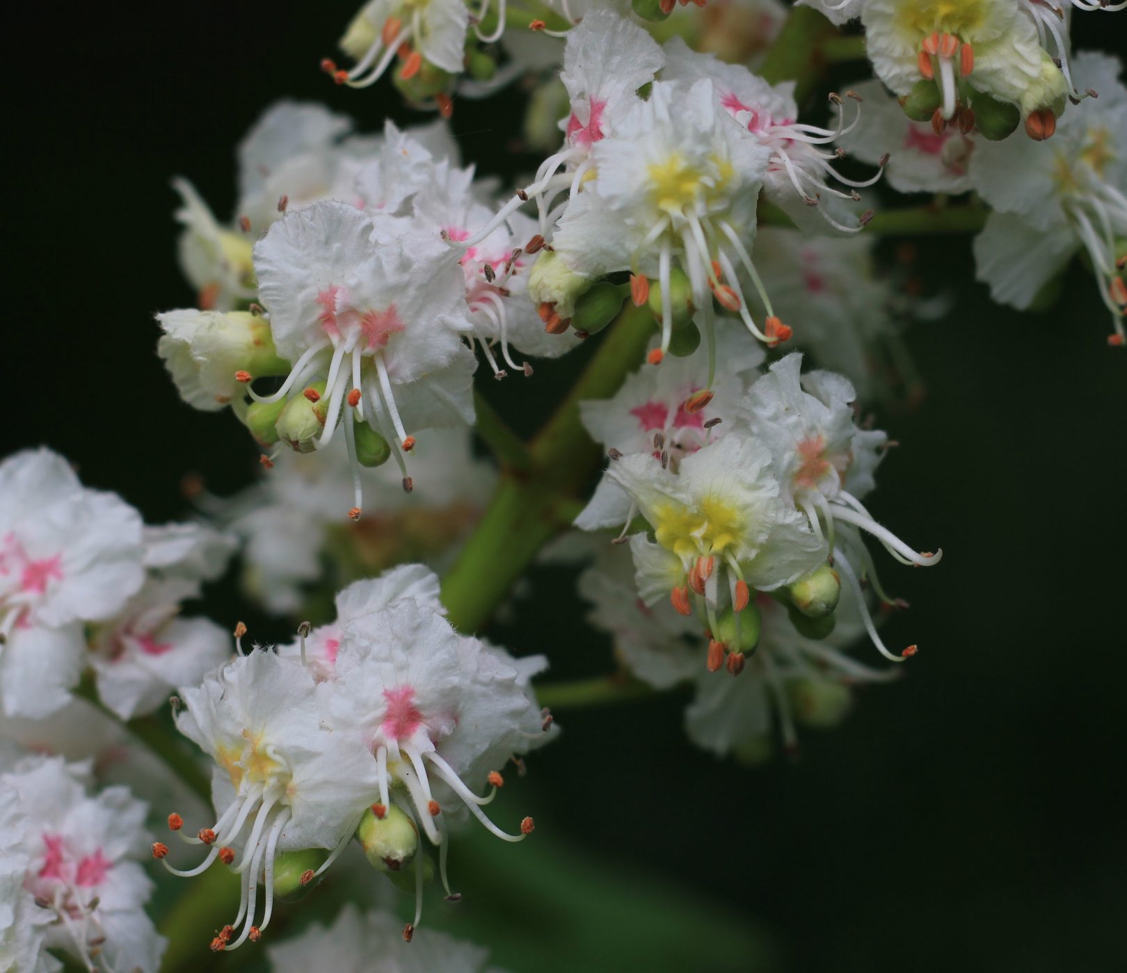 Tree of the month: May