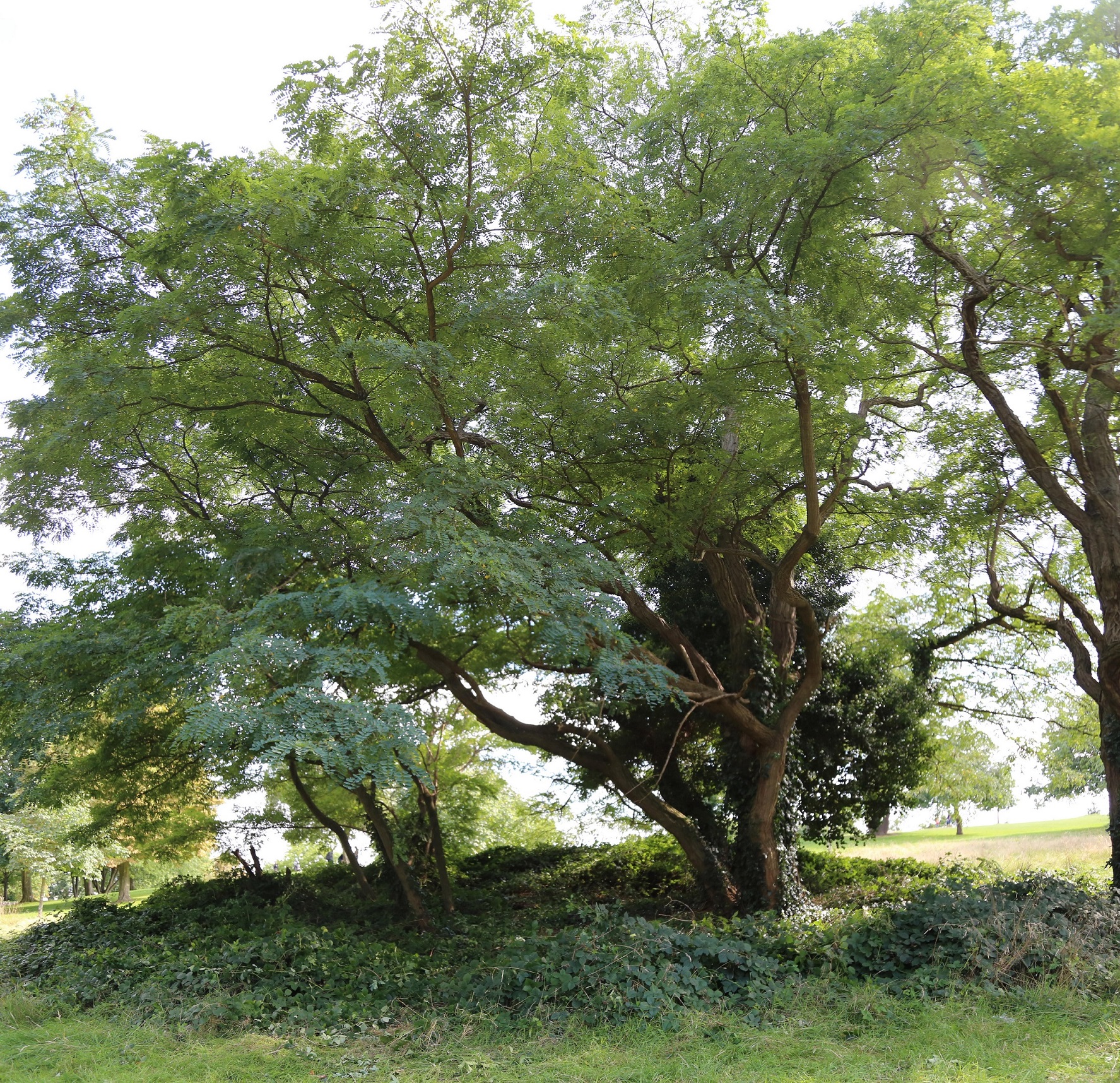 Tree of the month: June