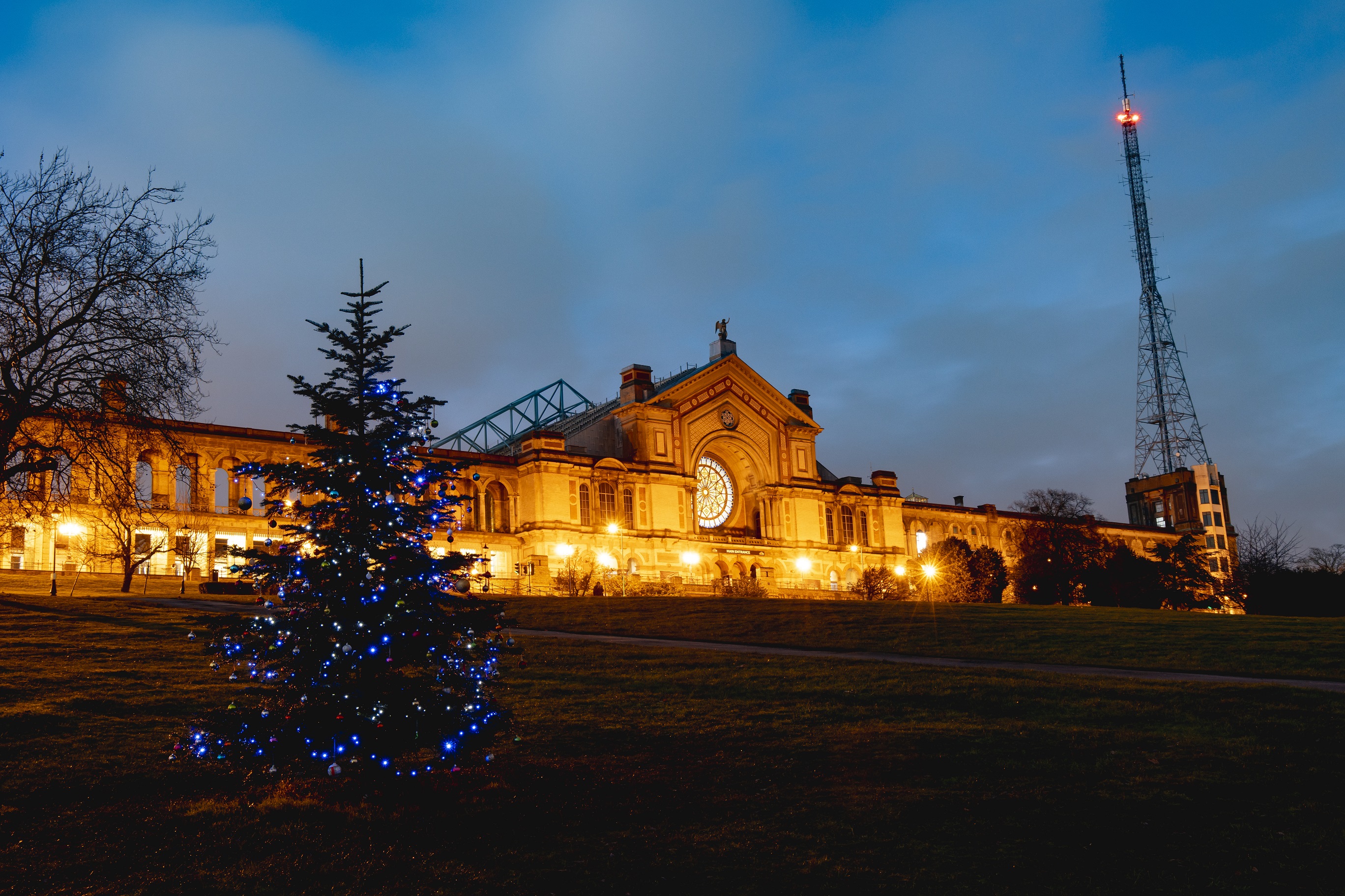 Tree of the month: December