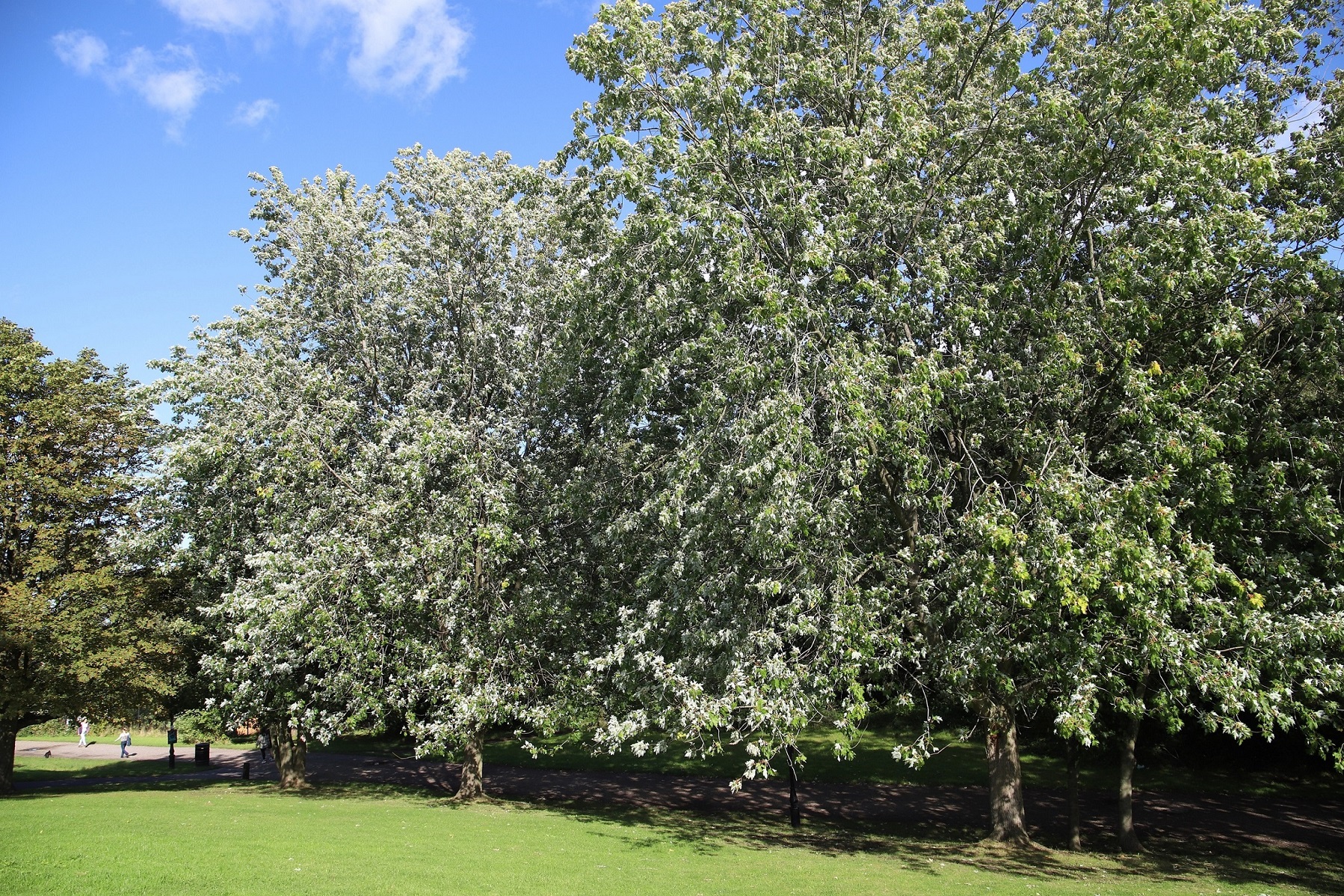 Tree of the month: March 2022