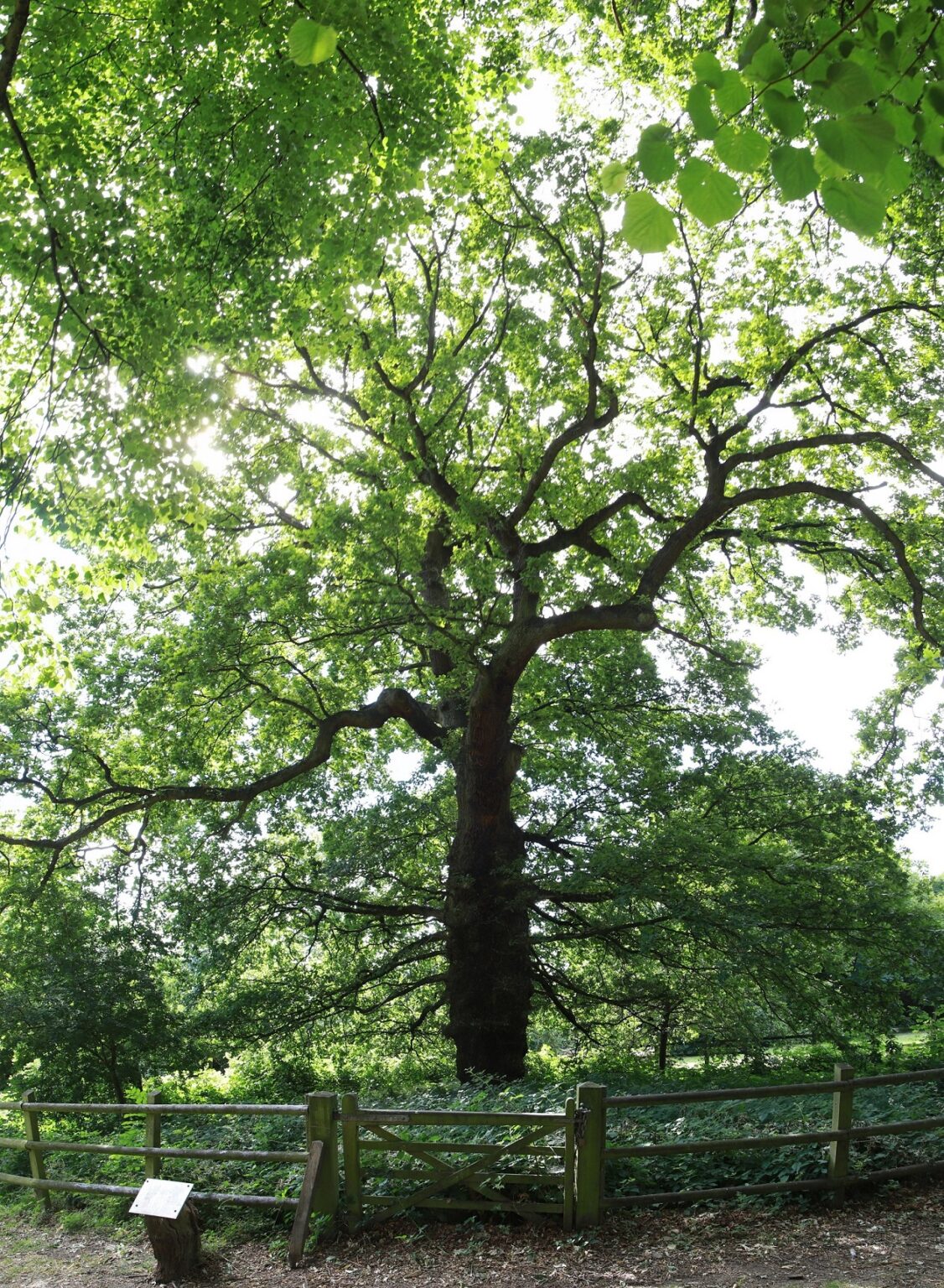Tree of the month: July 2022