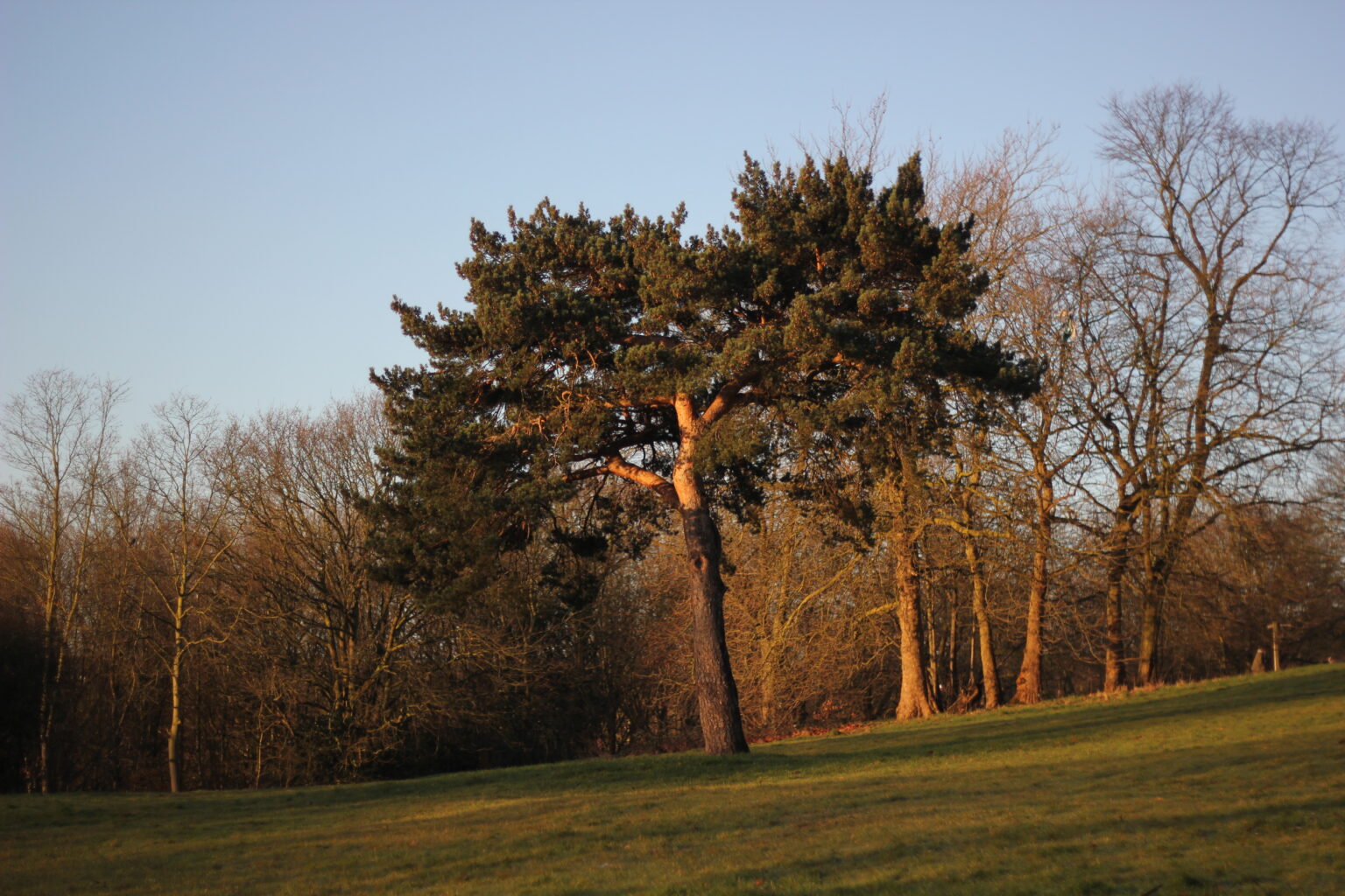 Tree of the month: September 2022