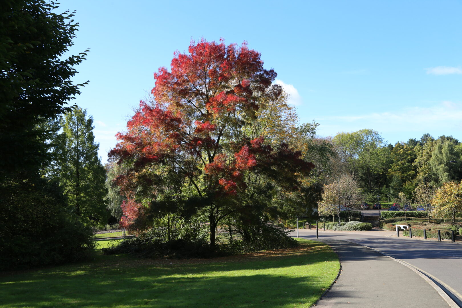 Tree of the month: October 2022