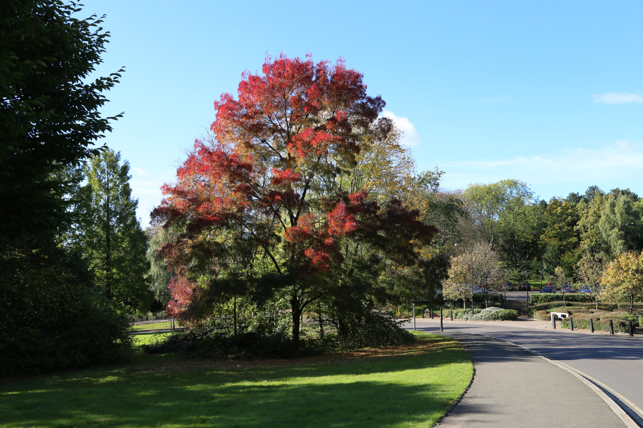 Tree of the month: October 2022