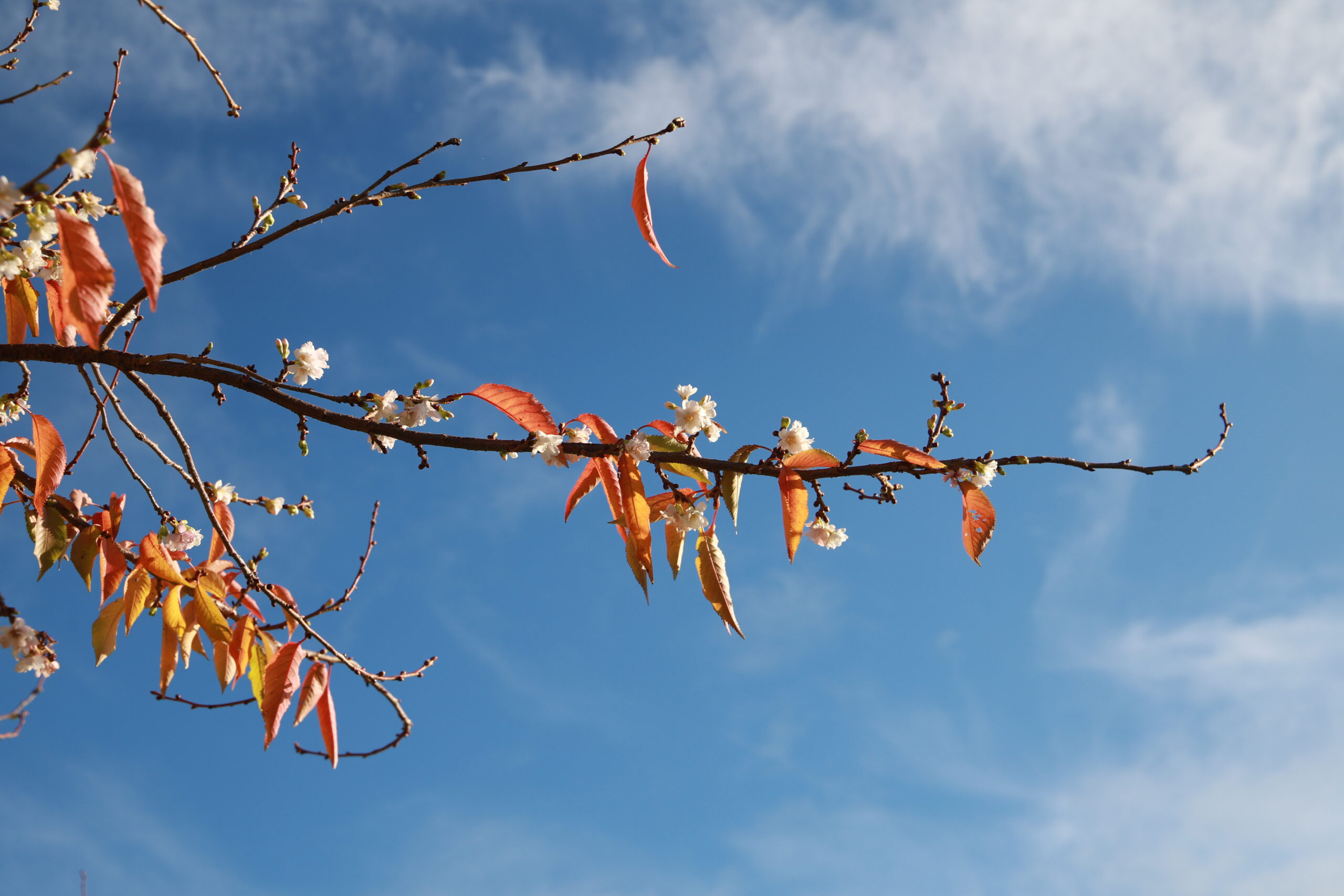 Tree of the month: November 2022