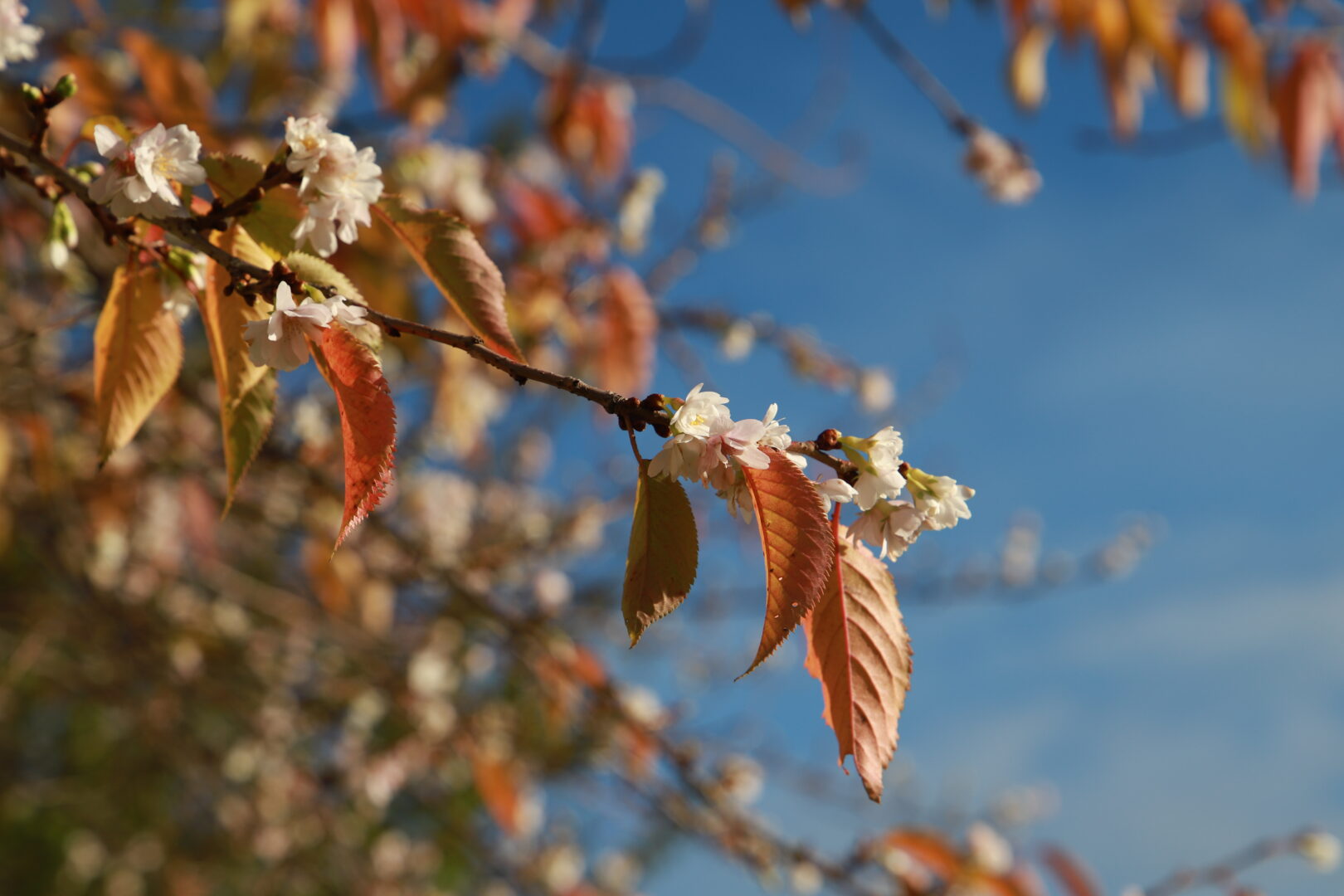 Tree of the month: November 2022