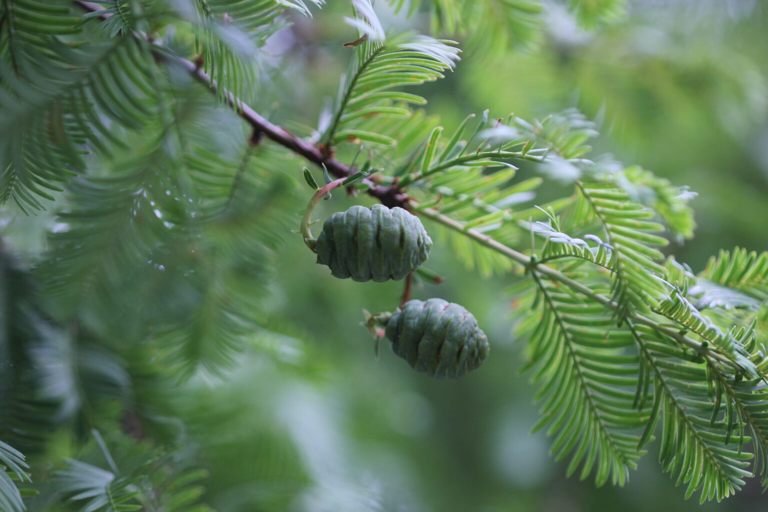 Tree of the month: December 2022