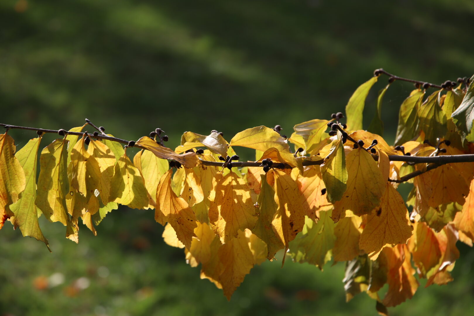 Tree of the month: January