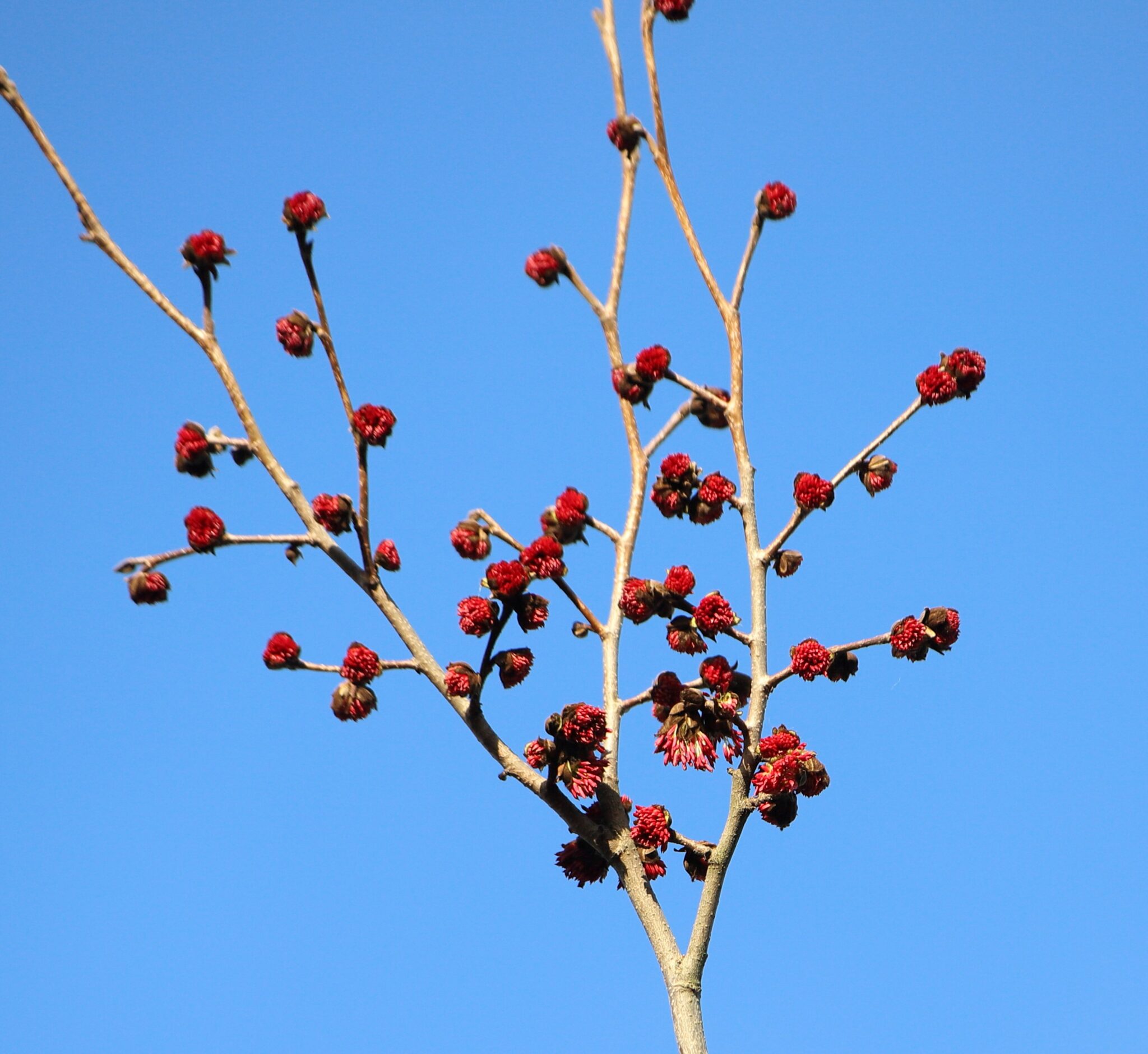 Tree of the month: January