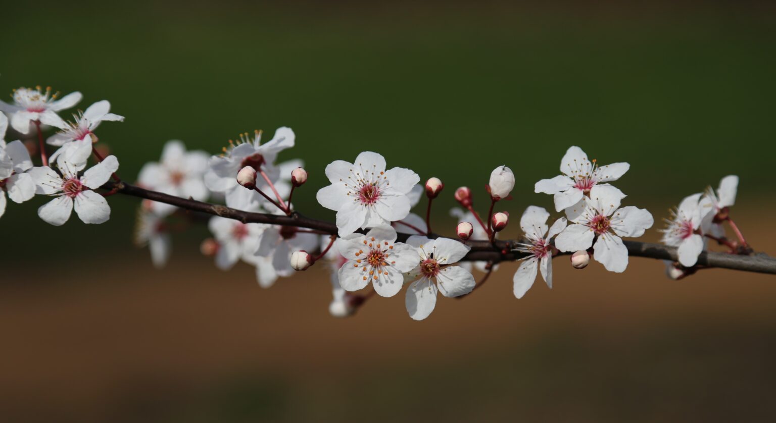 Tree of the month: February