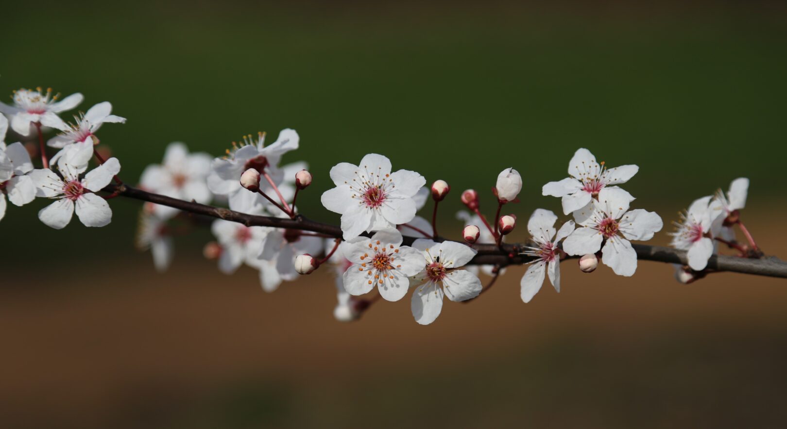Tree of the month: February
