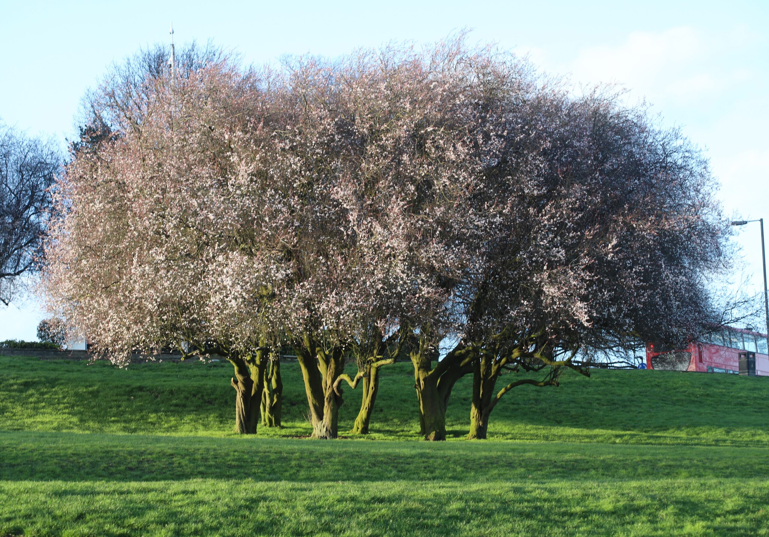 Tree of the month: February