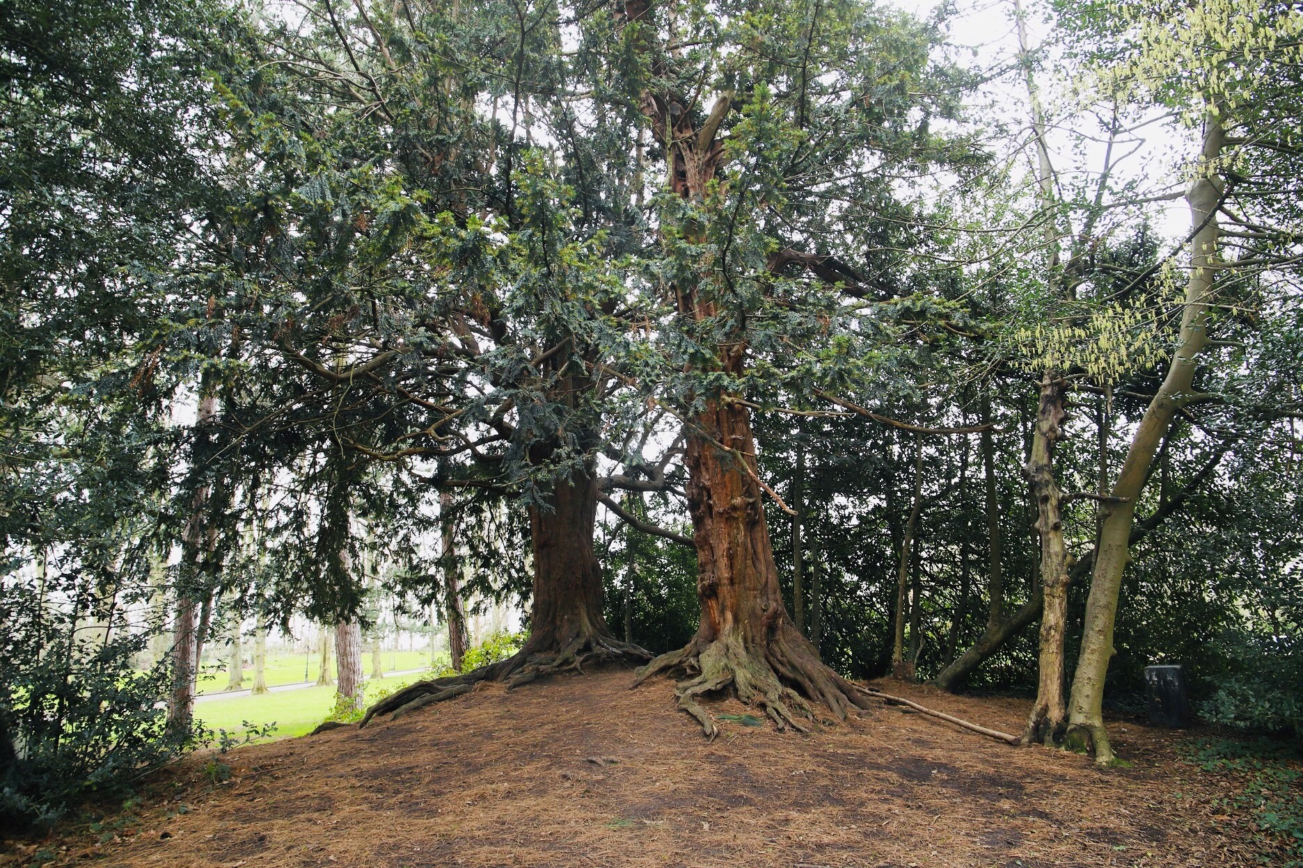 Tree of the month: March