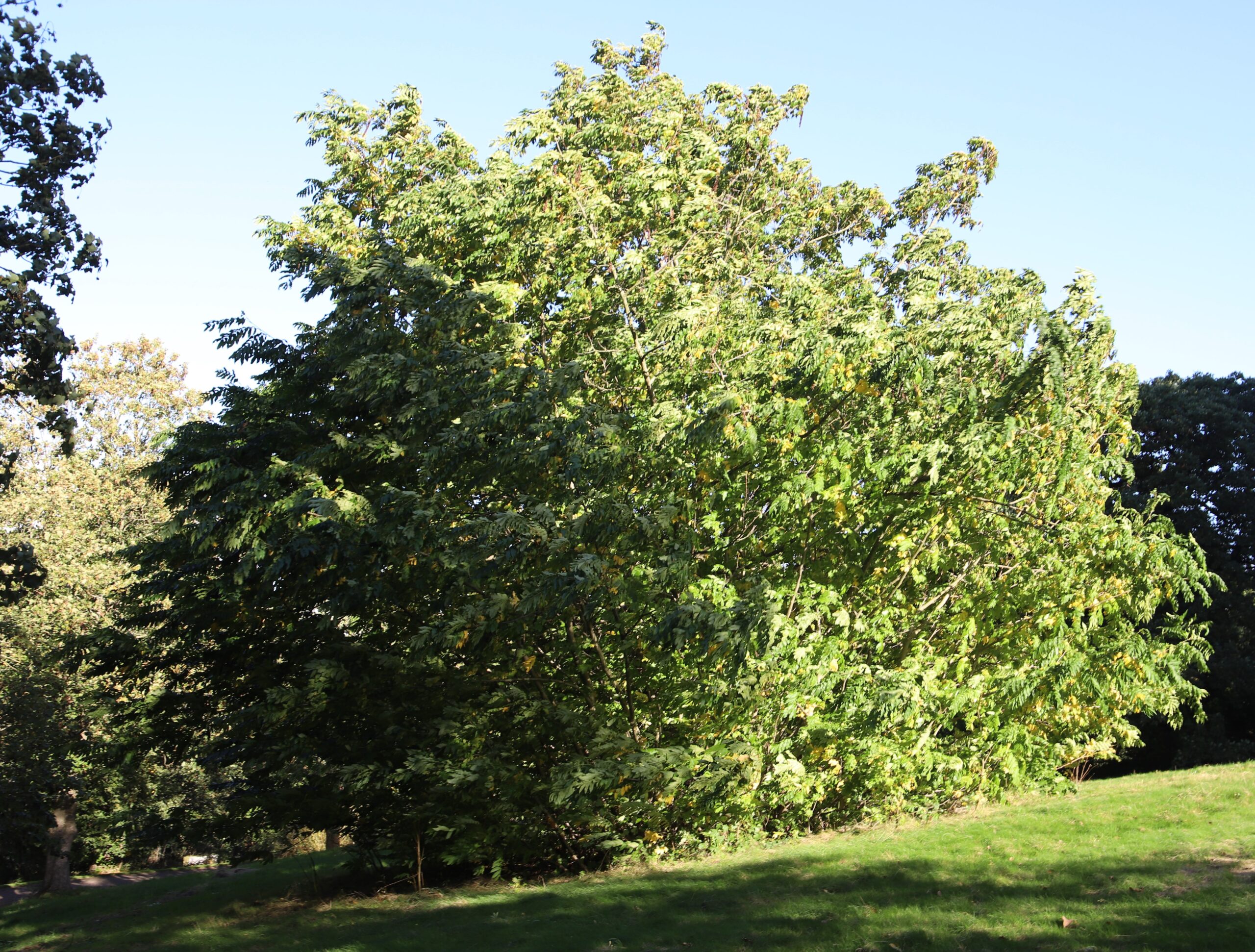 Tree of the Month: April