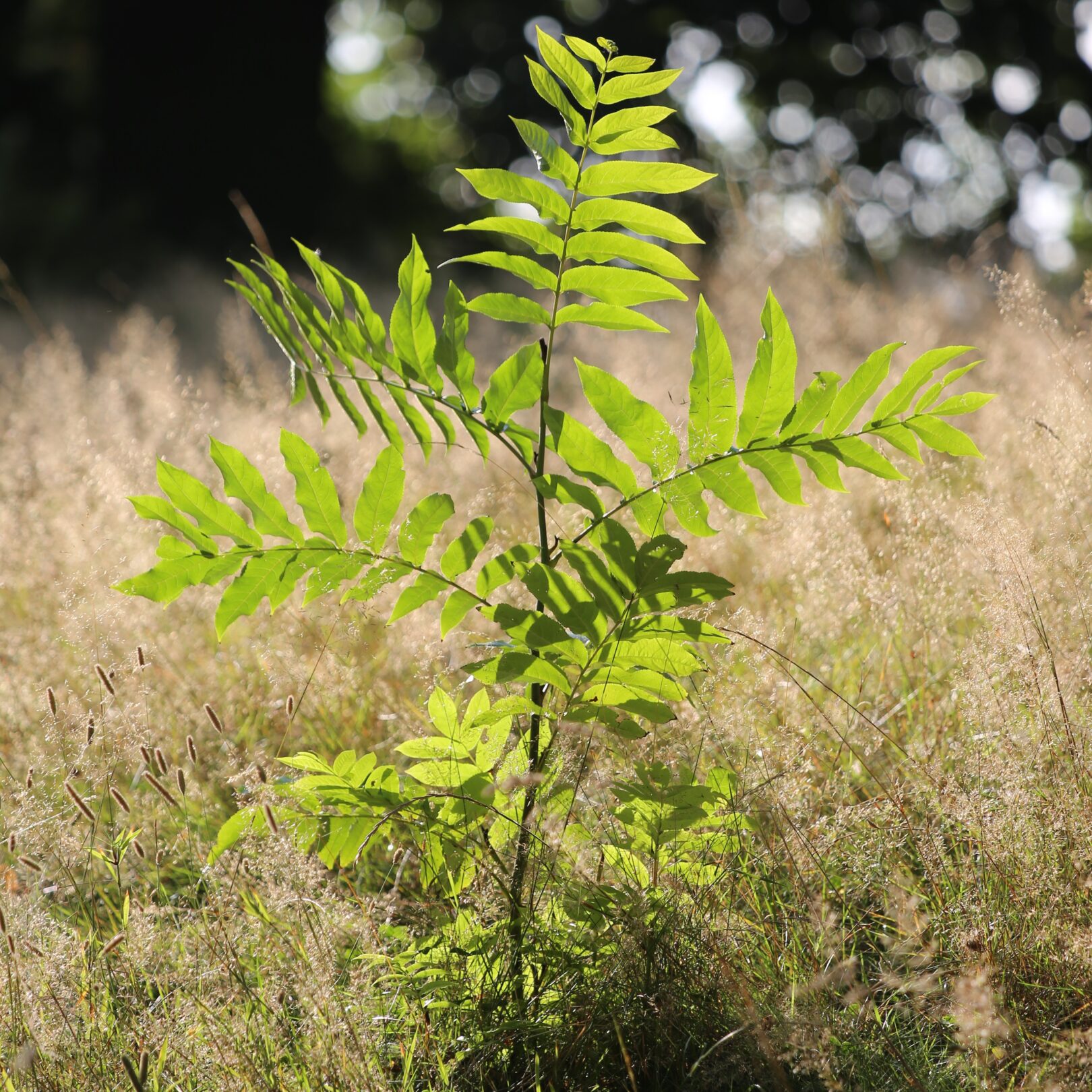 Tree of the Month: April