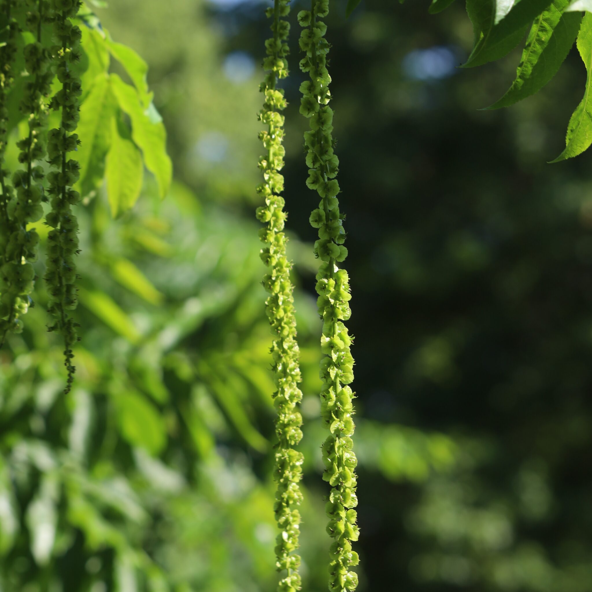 Tree of the Month: April