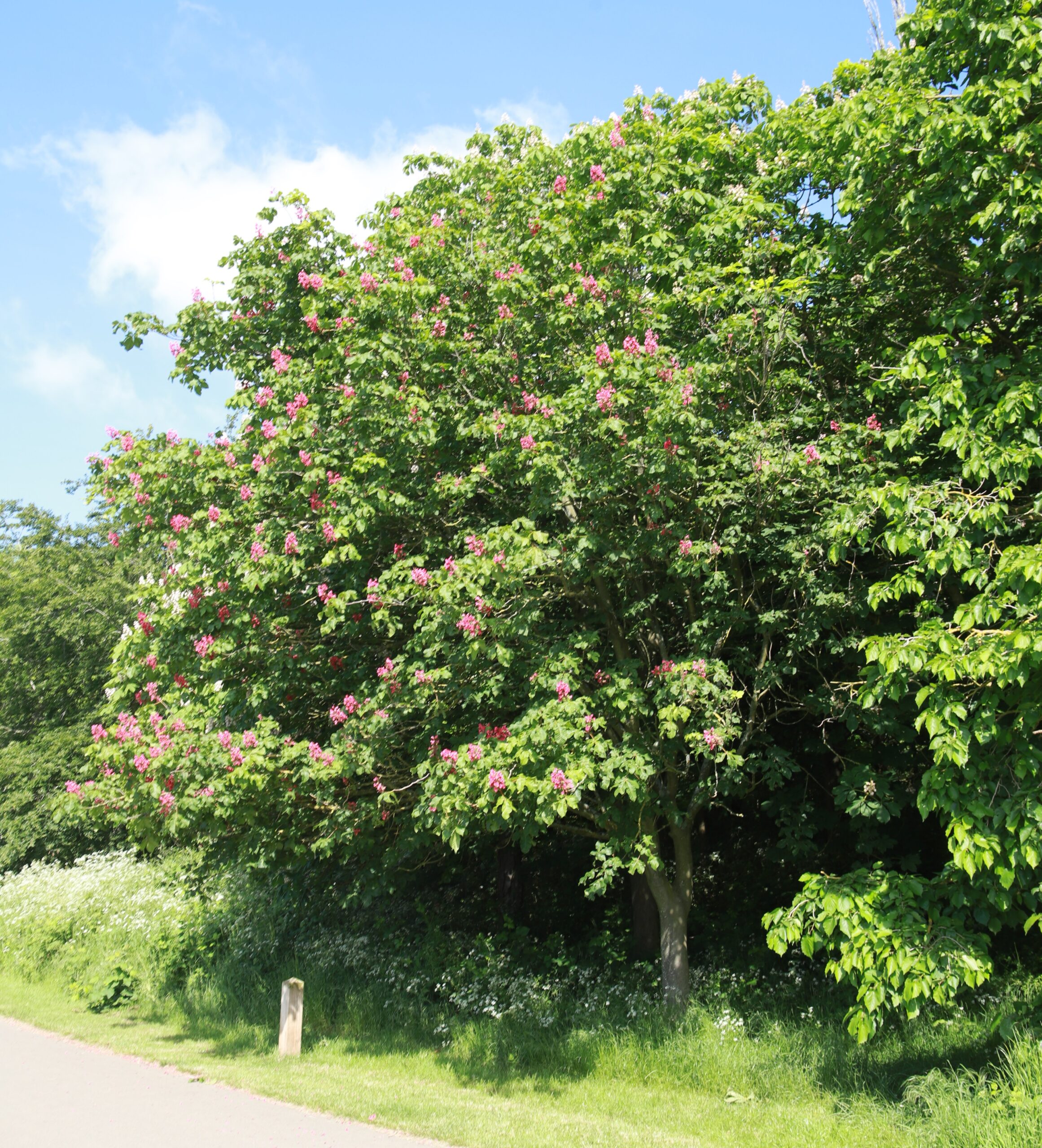 Tree of the month: May