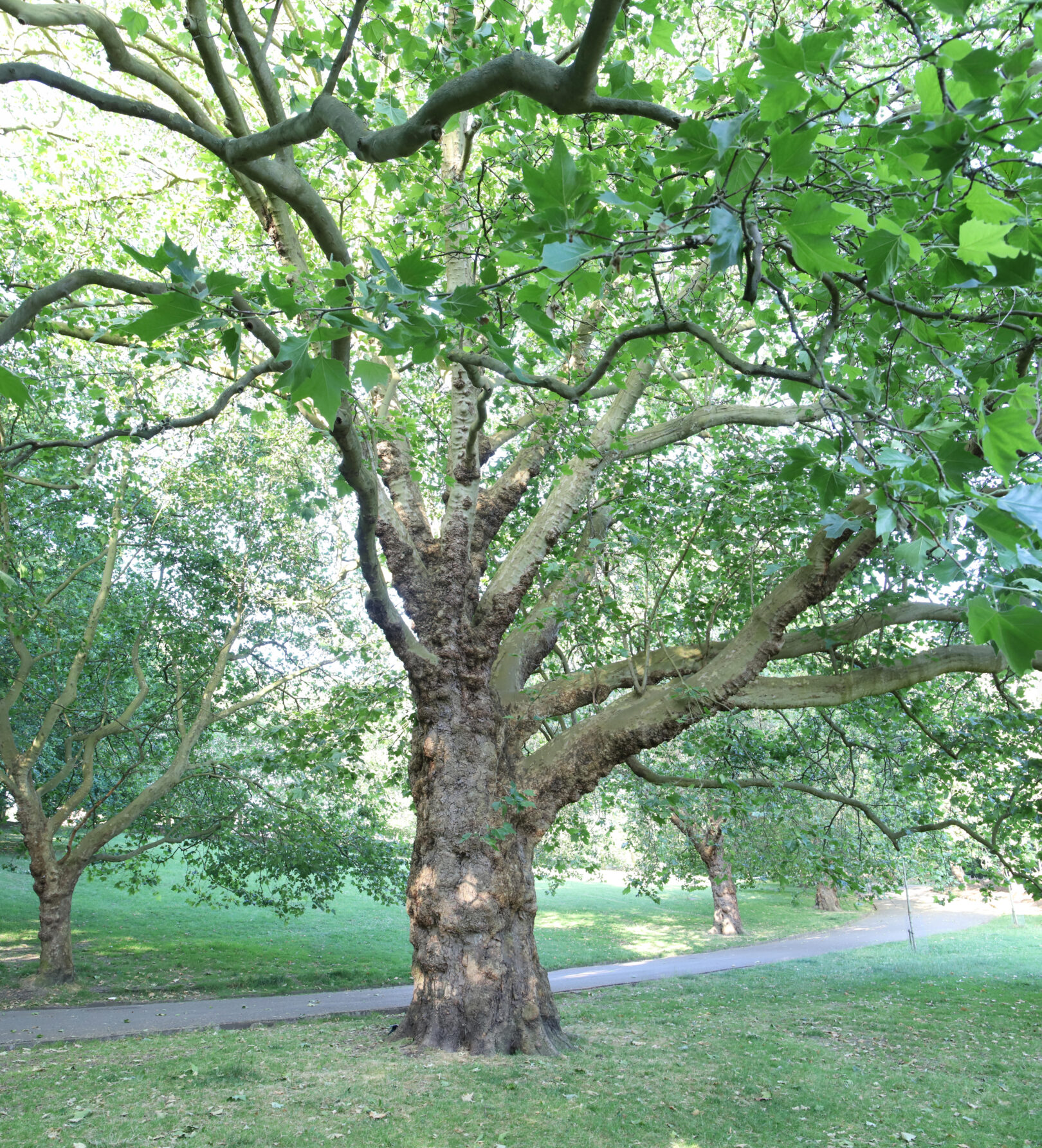 Tree of the month: June