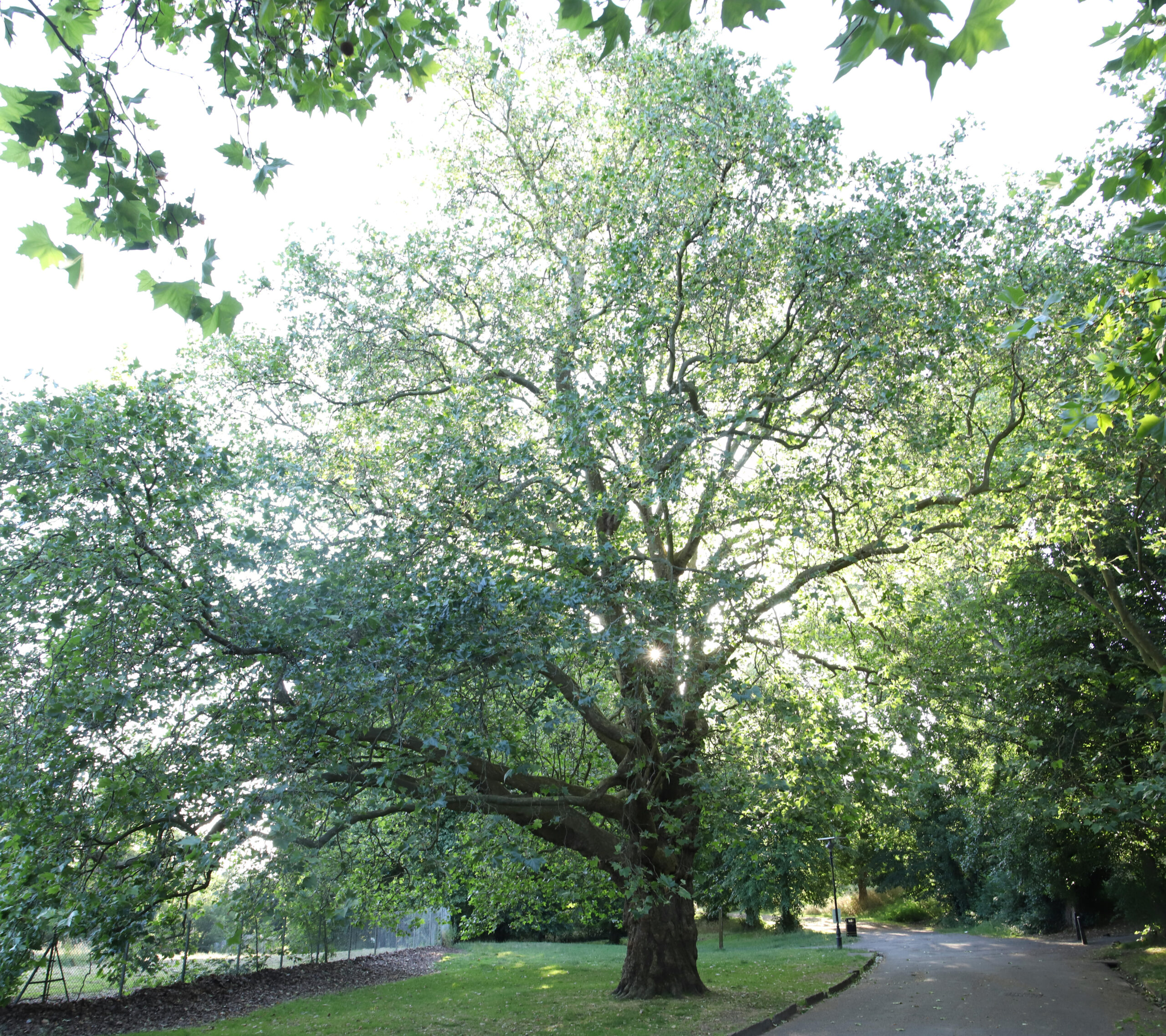 Tree of the month: June