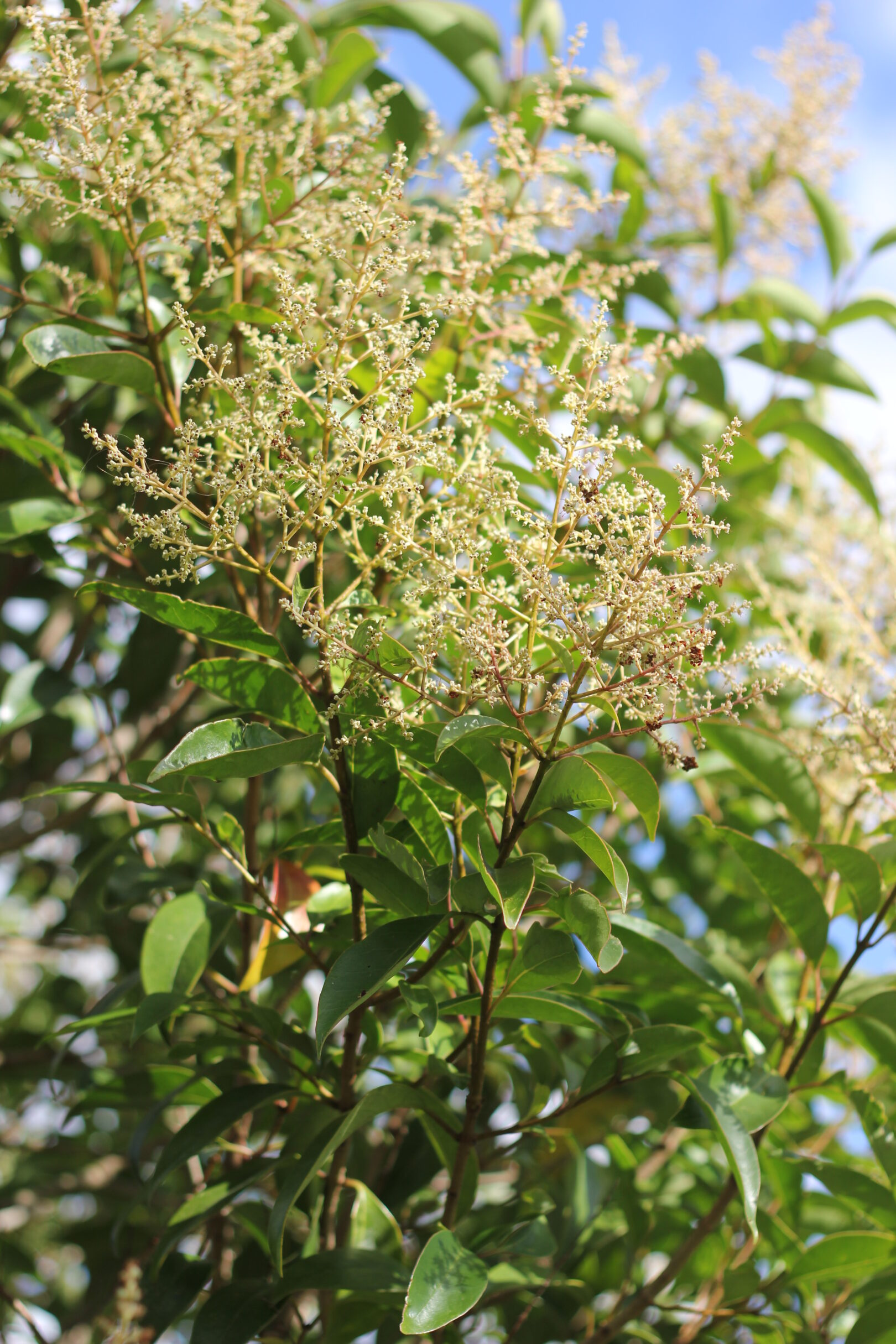 Tree of the month: July