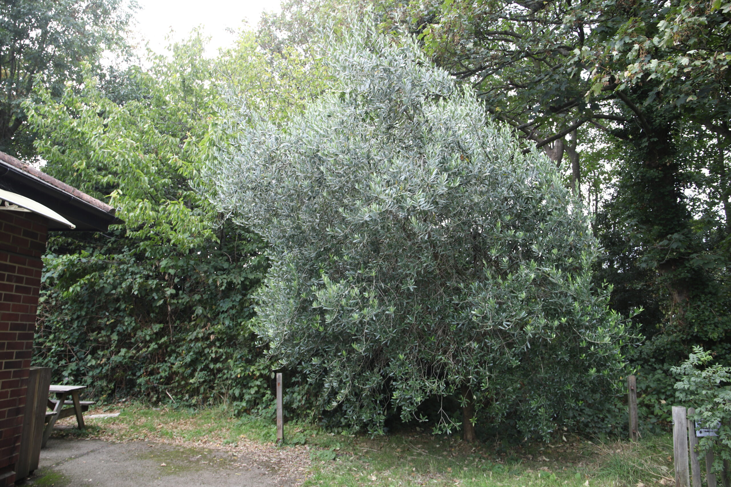 Tree of the month: September