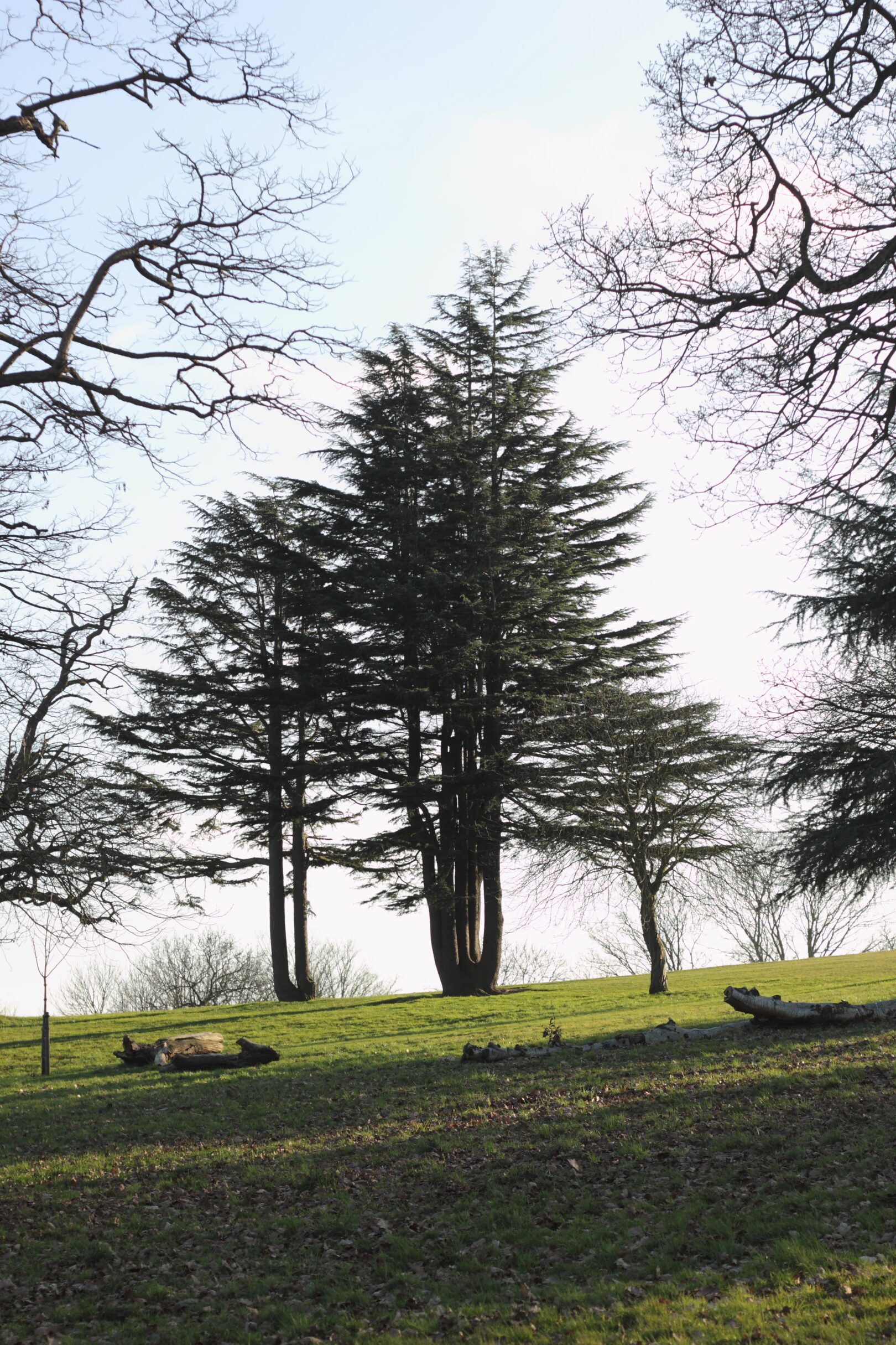 Tree of the month: October