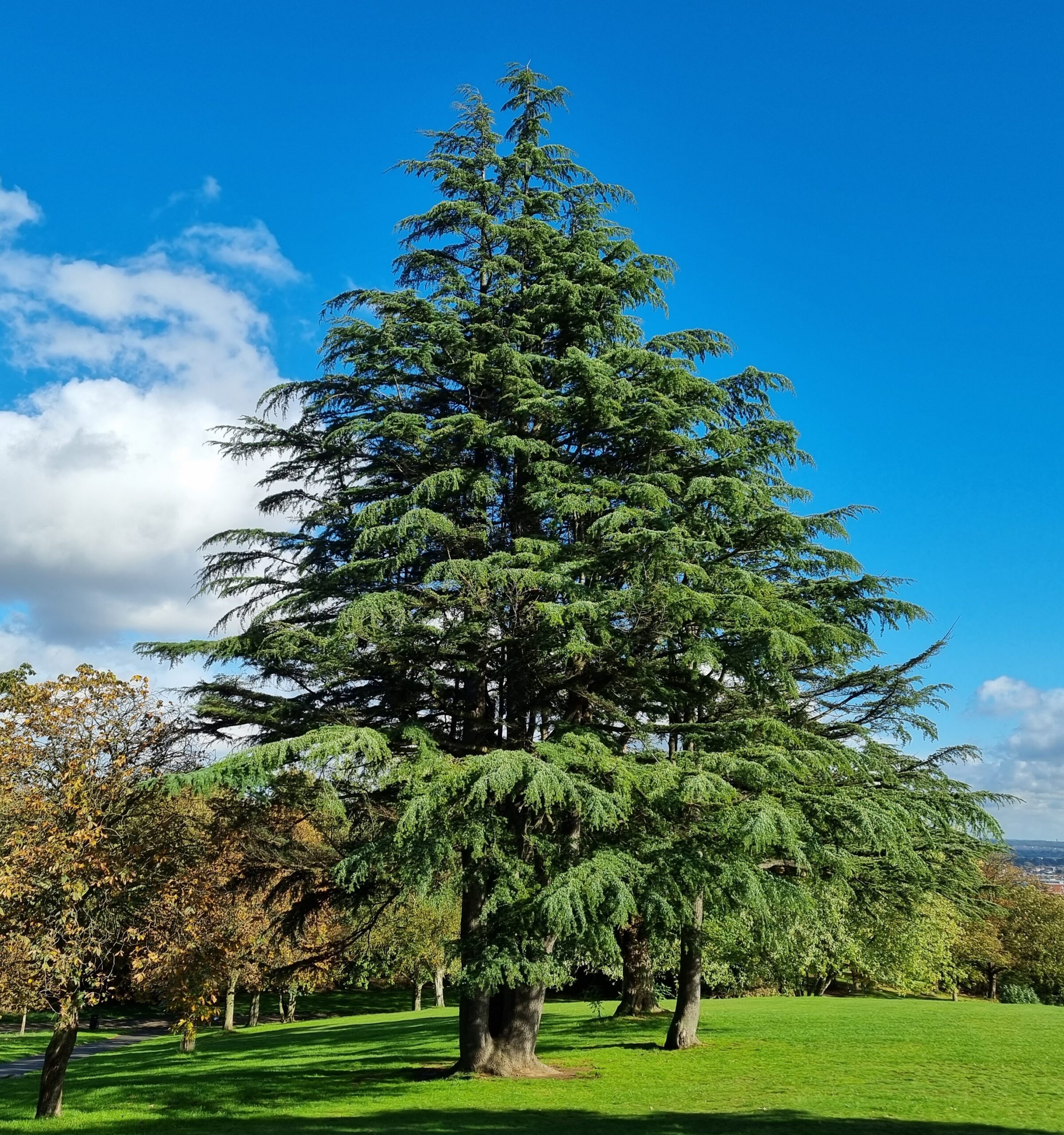 Tree of the month: October