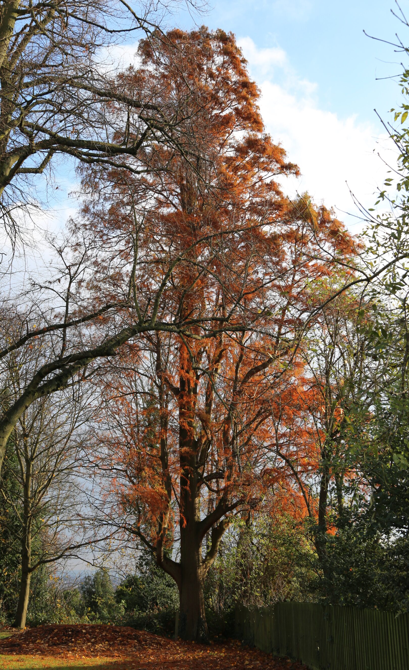 Tree of the month: November 2023