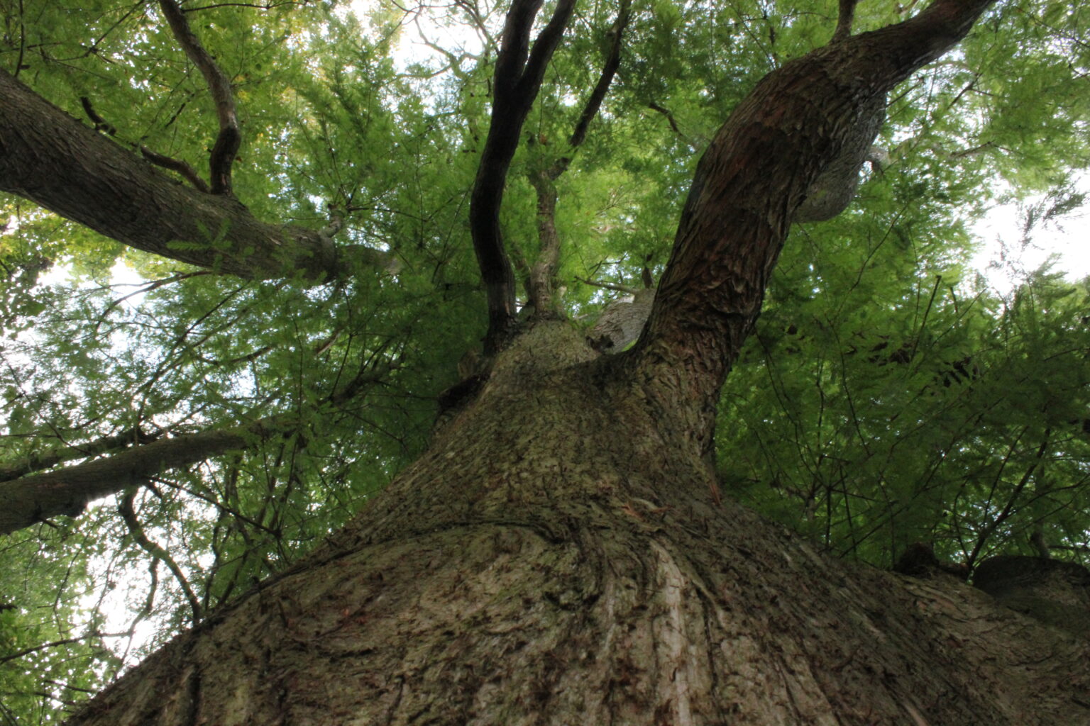 Tree of the month: November 2023