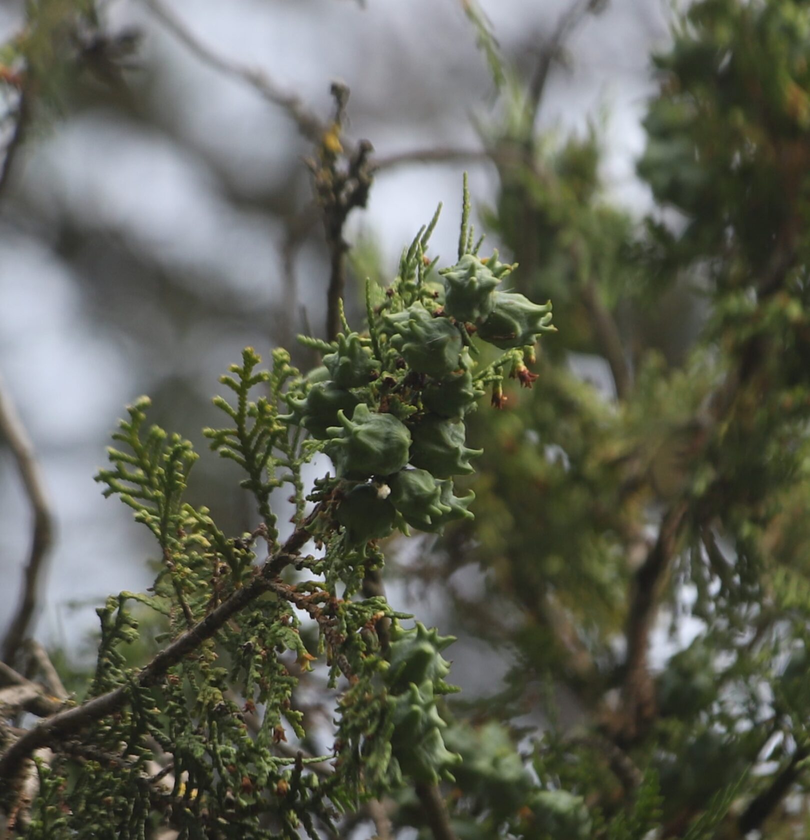 Tree of the Month: January 2024