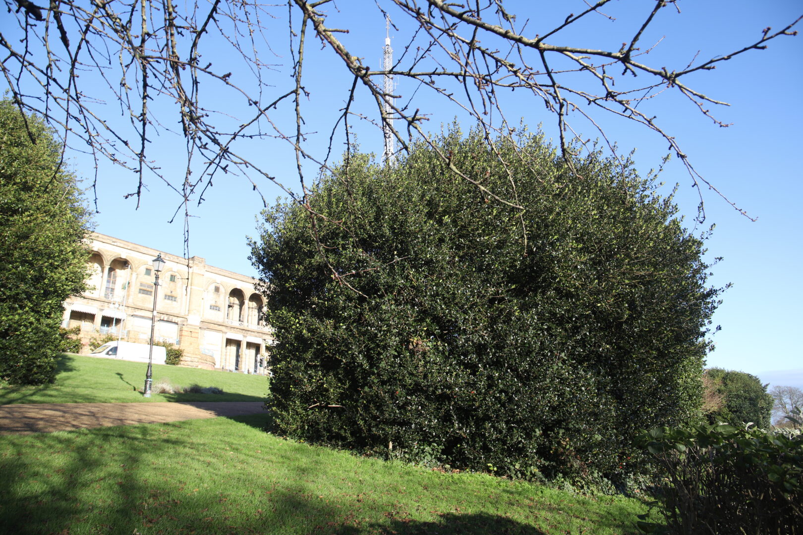 Tree of the month: December