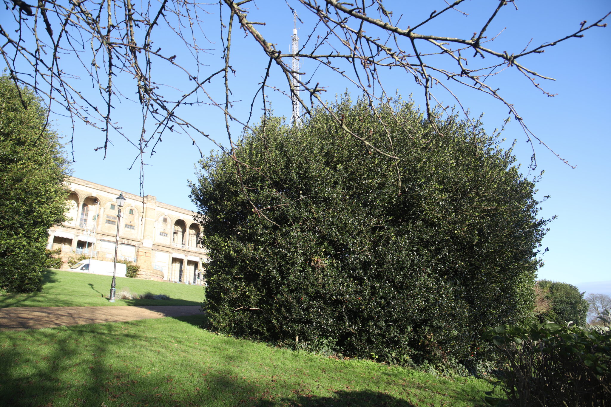 Tree of the month: December