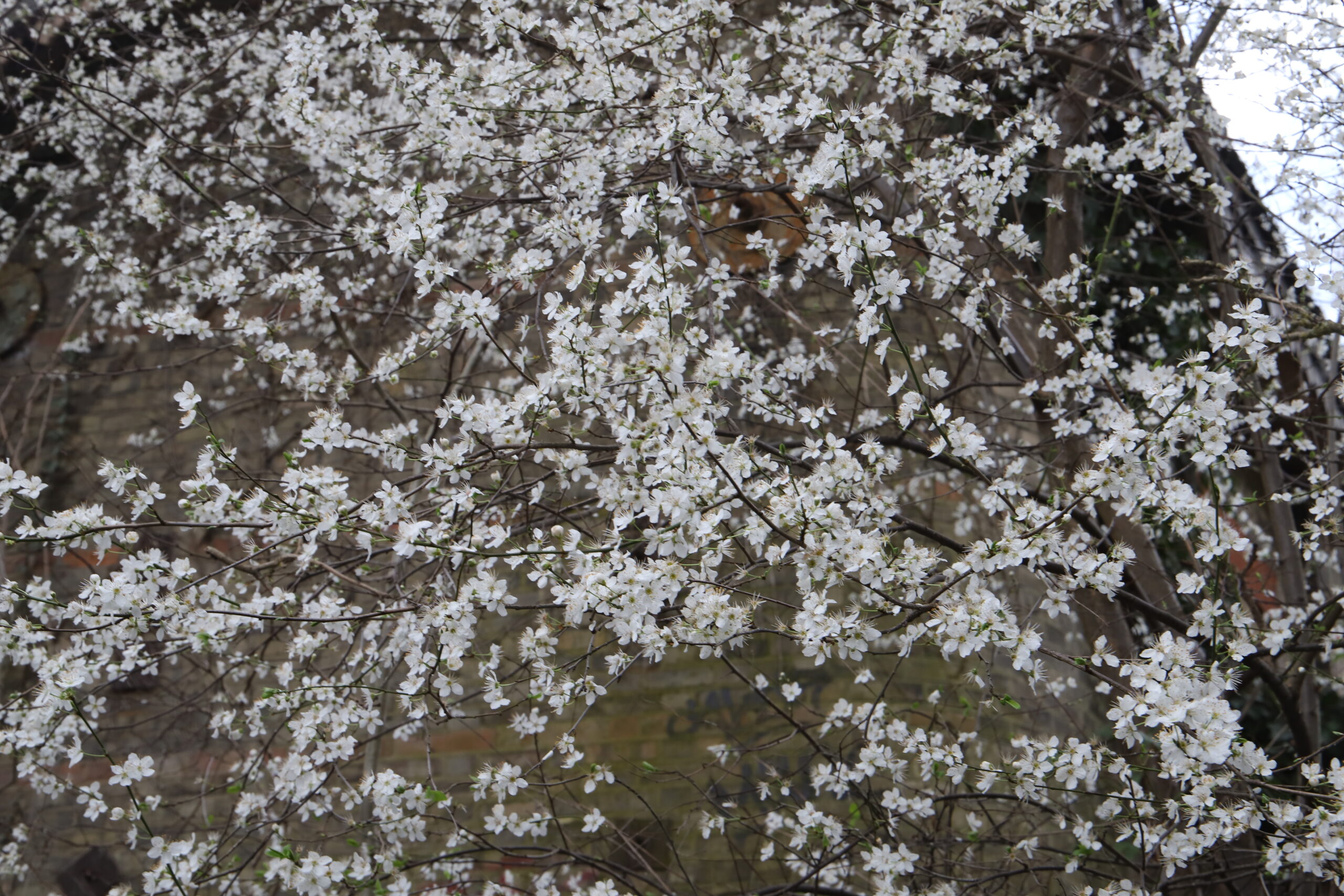 Tree of the month: February