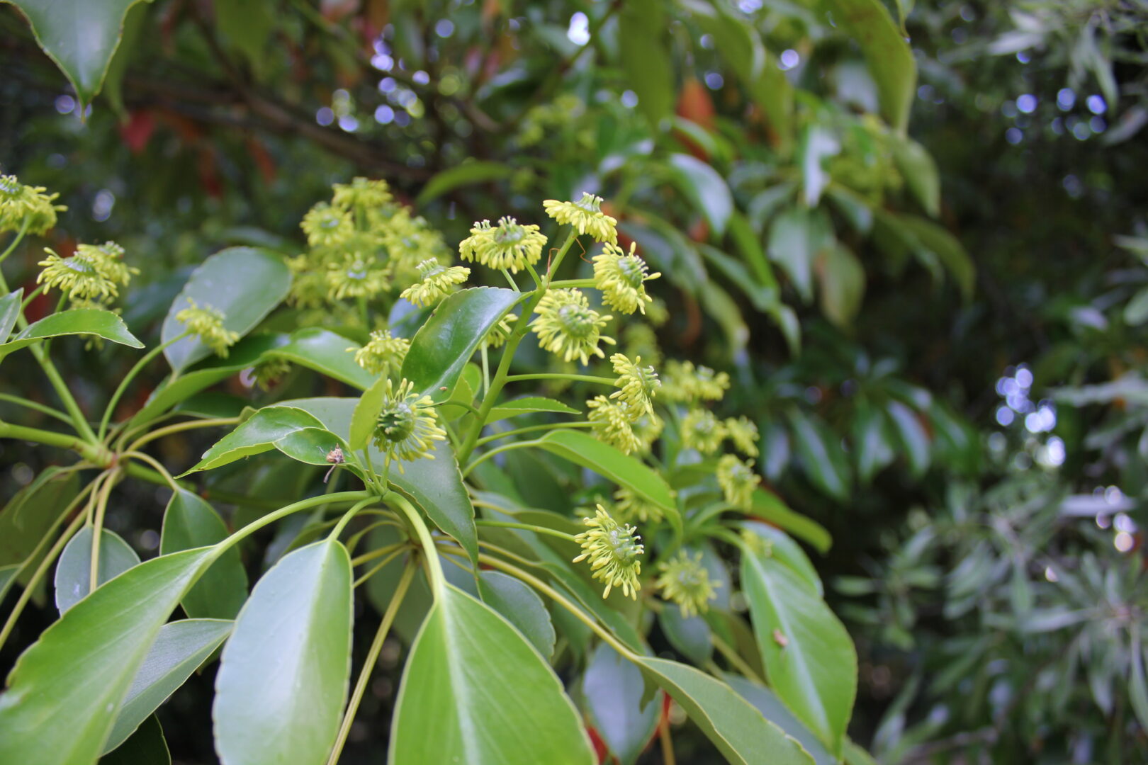 Tree of the month: May