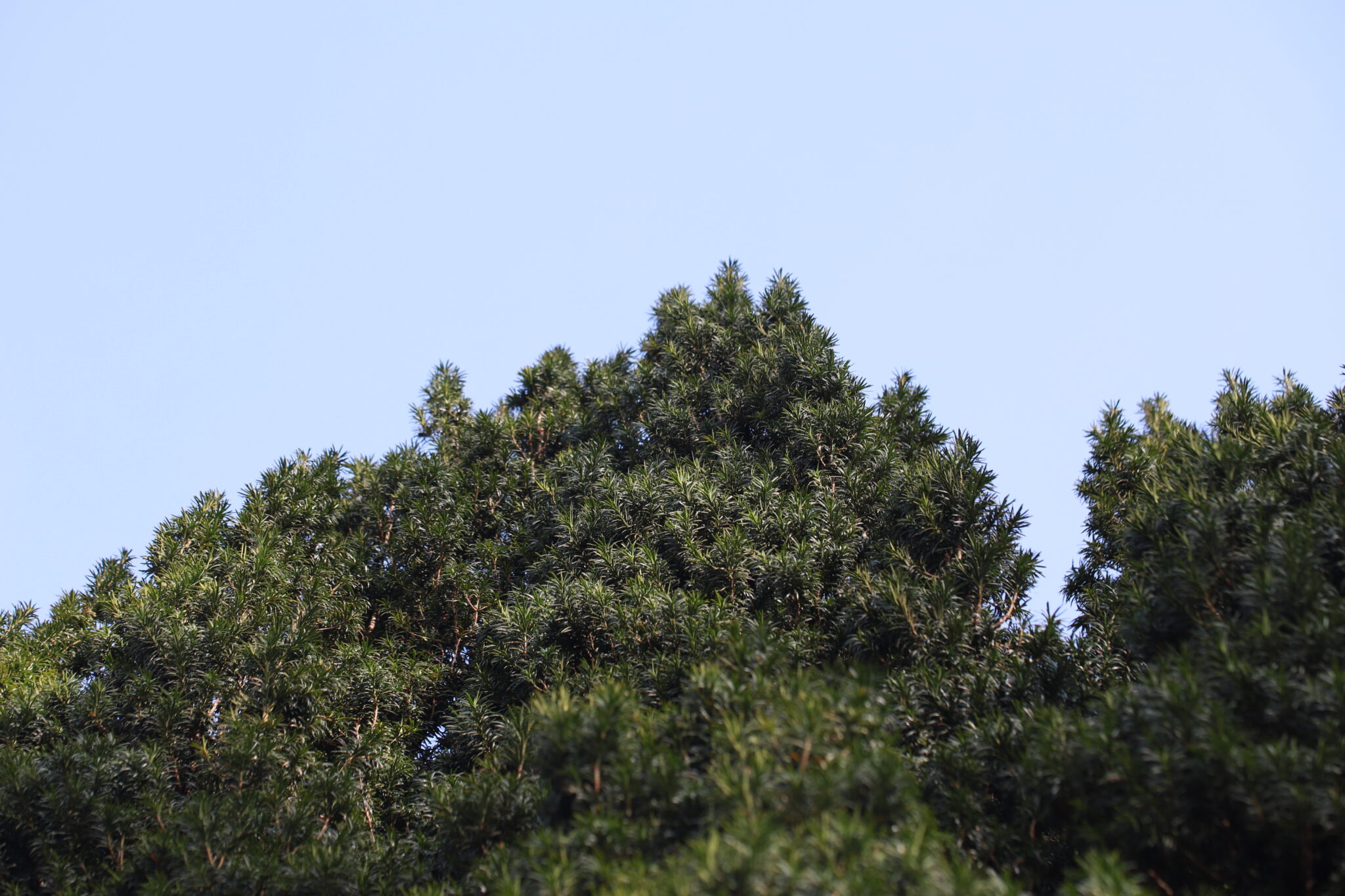 37 random facts about the 150 years of Ally Pally