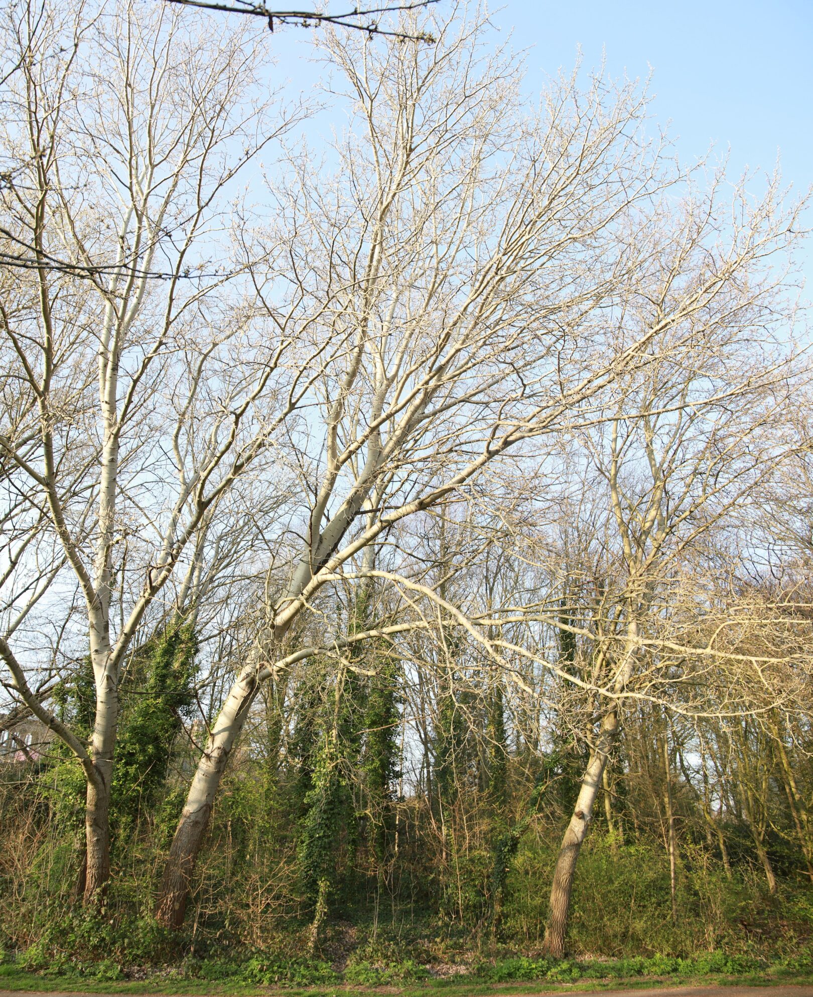 Explore The Park at Alexandra Palace