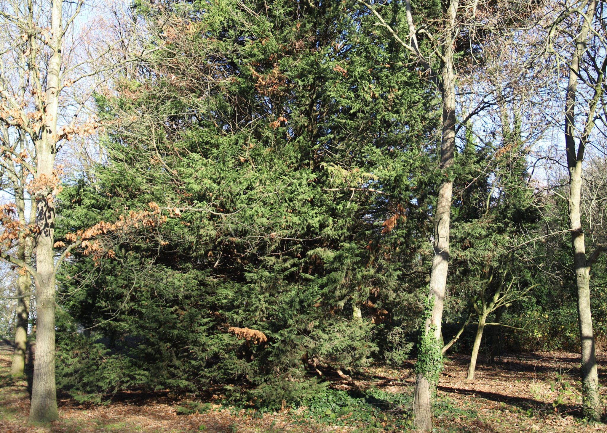 Tree of the Month: December 2025