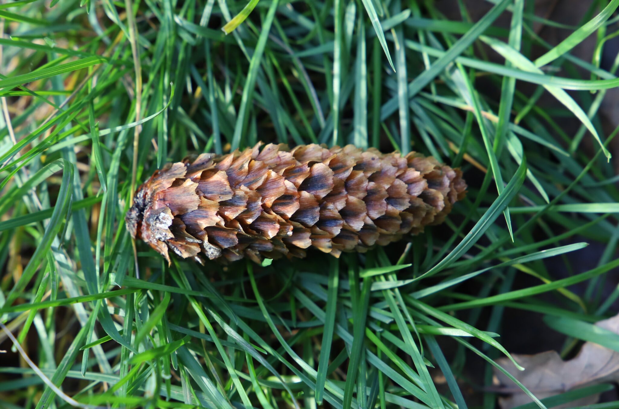 Tree of the Month: January 2026